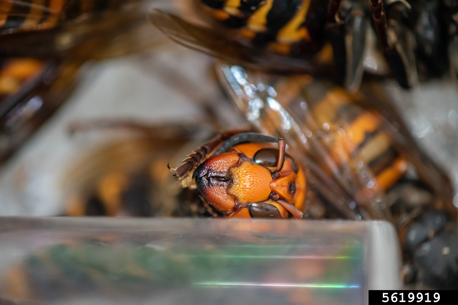 northern giant hornet (formerly Asian giant hornet) (Vespa mandarinia)