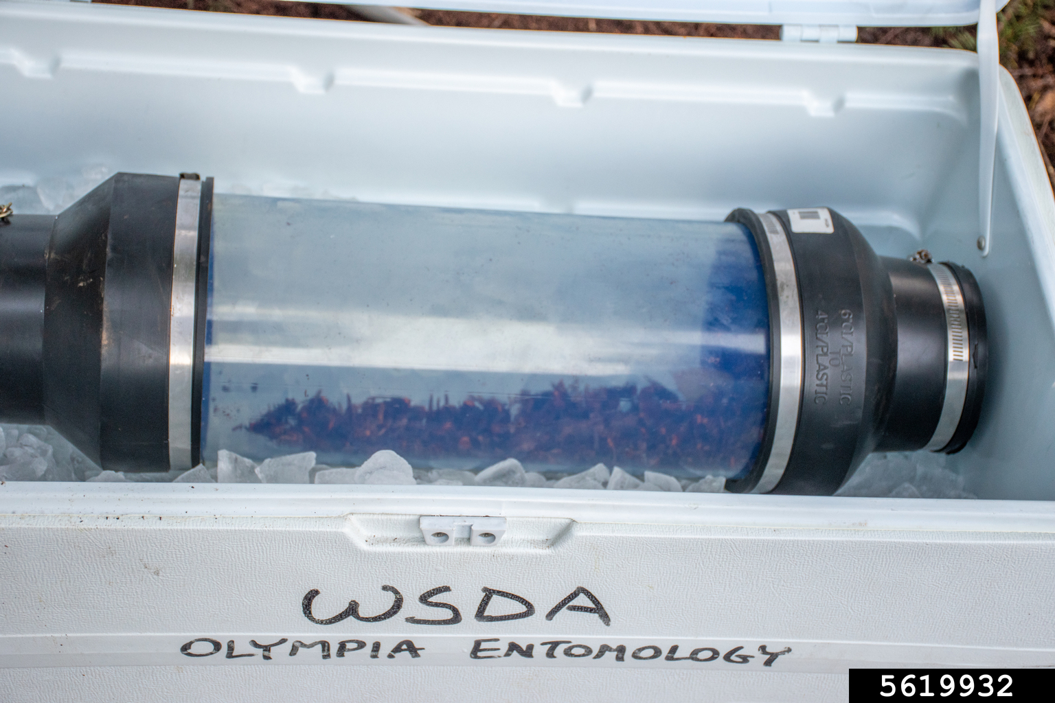 northern giant hornet (formerly Asian giant hornet) (Vespa mandarinia)