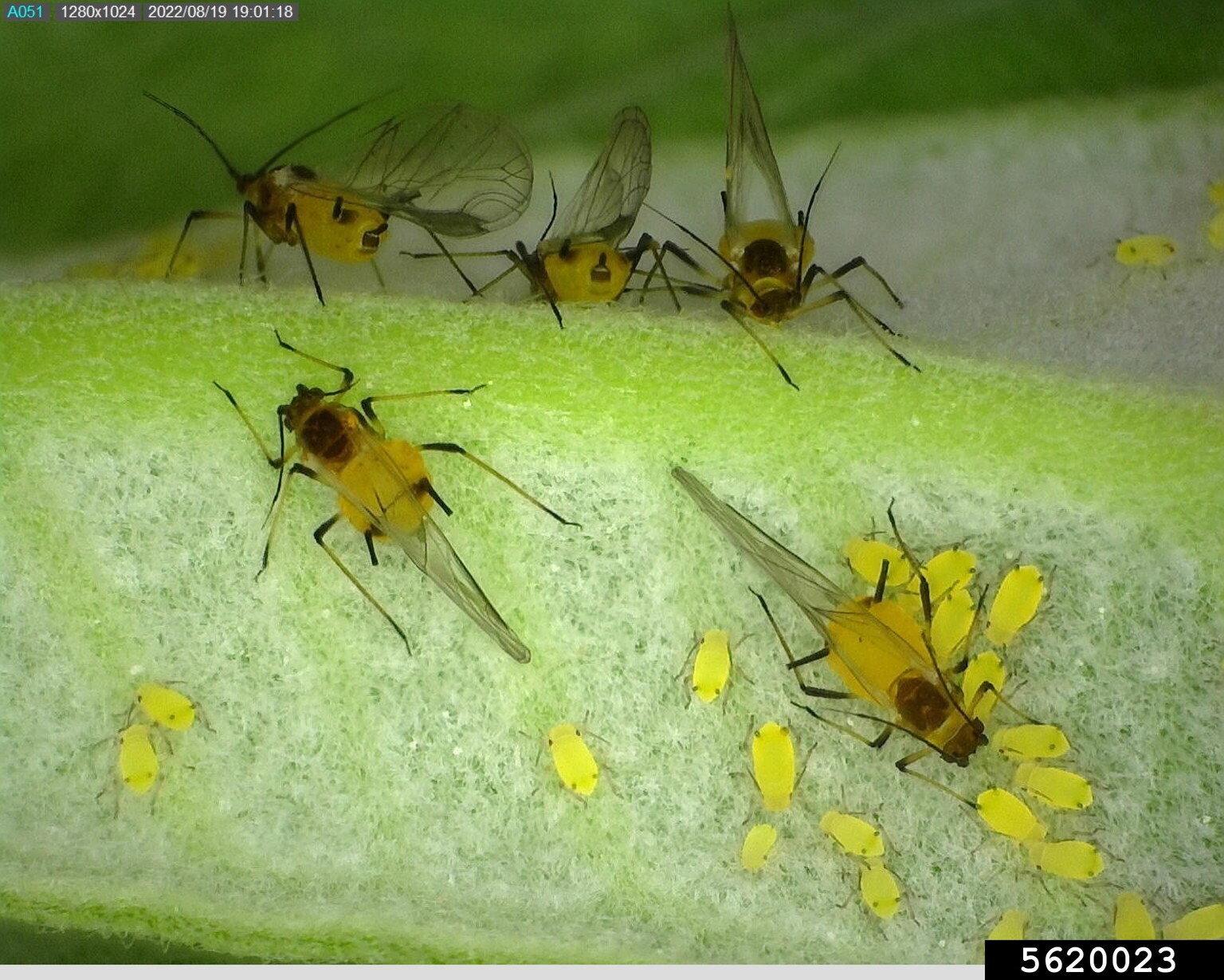 oleander aphid (Aphis nerii Boyer de Fonscolombe, 1841)