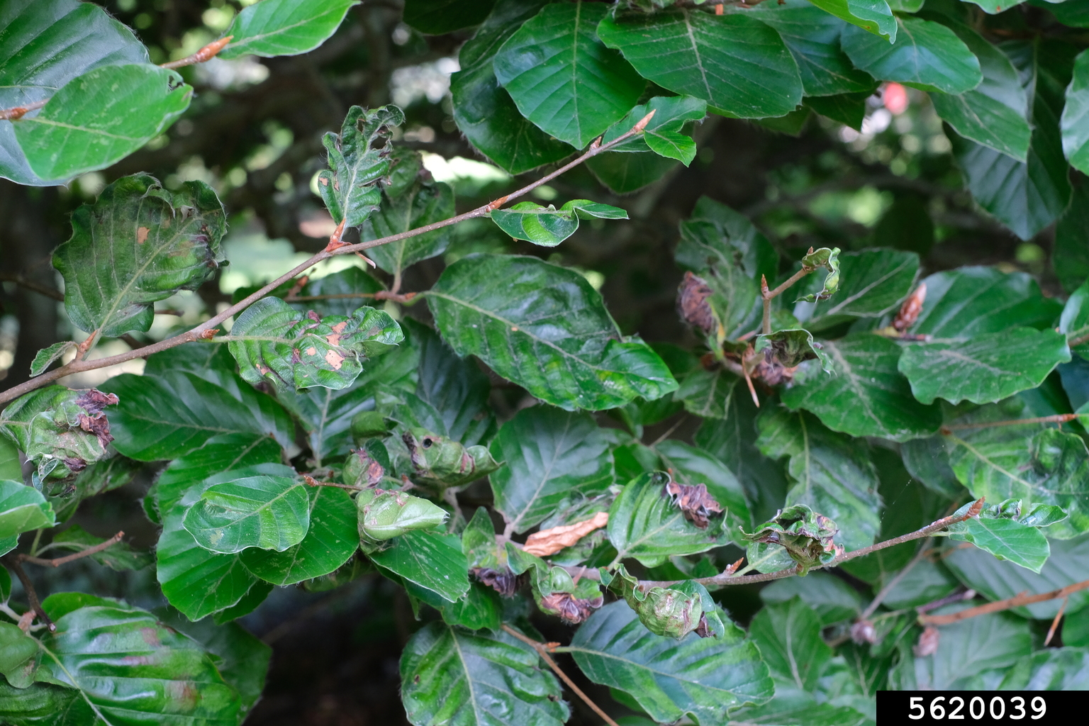 beech leaf disease (Litylenchus crenatae mccannii Carta, 2020)