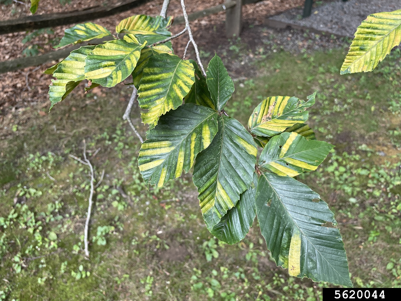 beech leaf disease (Litylenchus crenatae mccannii Carta, 2020)