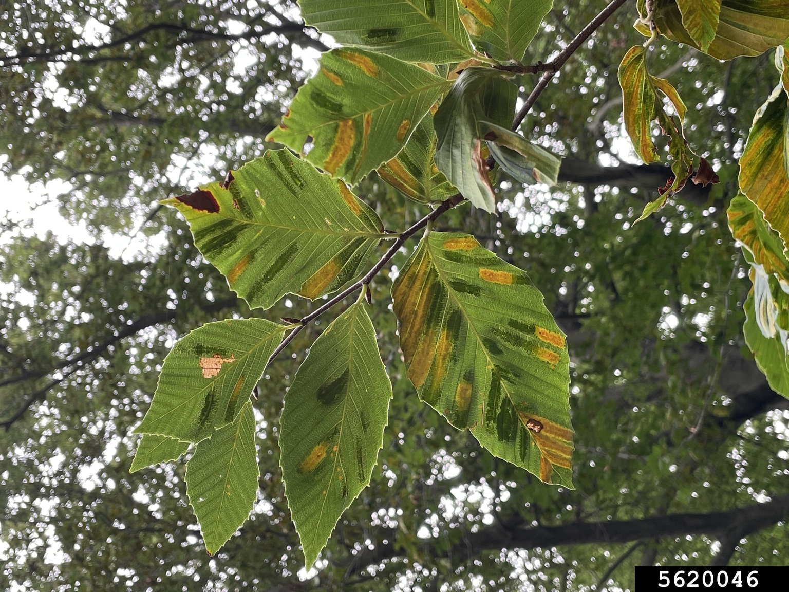 beech leaf disease (Litylenchus crenatae mccannii Carta, 2020)