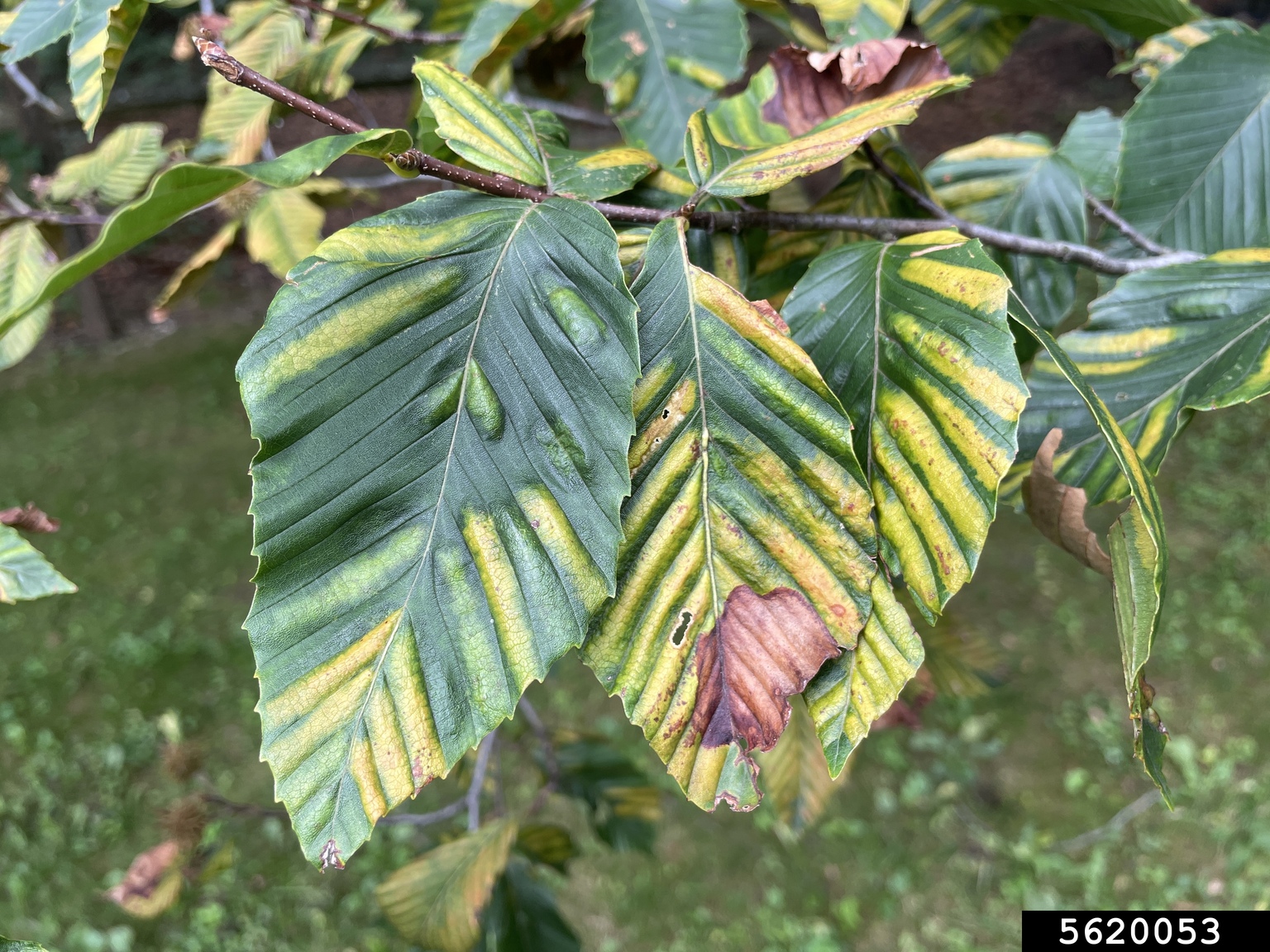 beech leaf disease (Litylenchus crenatae mccannii Carta, 2020)