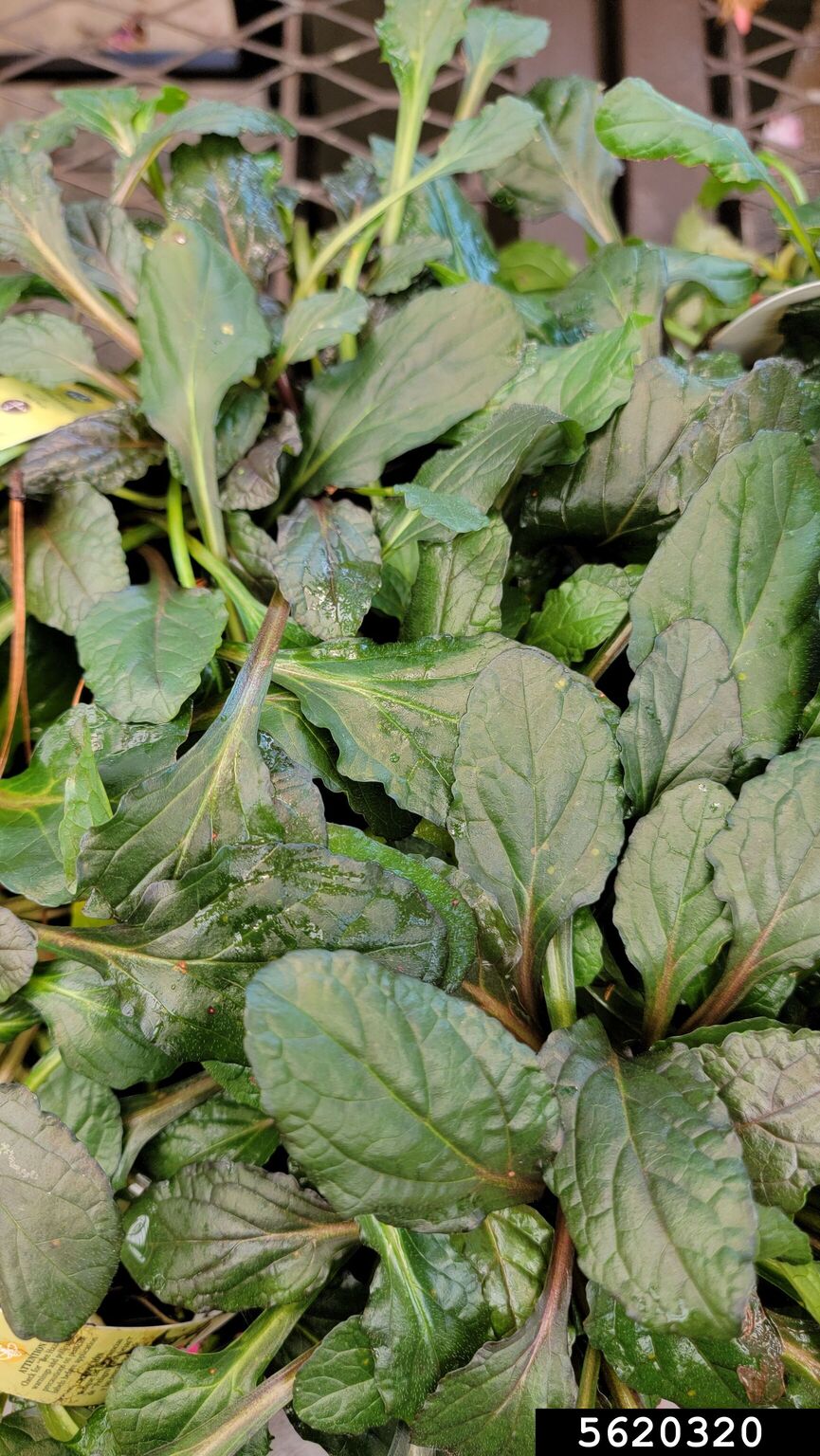 carpet bugle (Ajuga reptans L.)