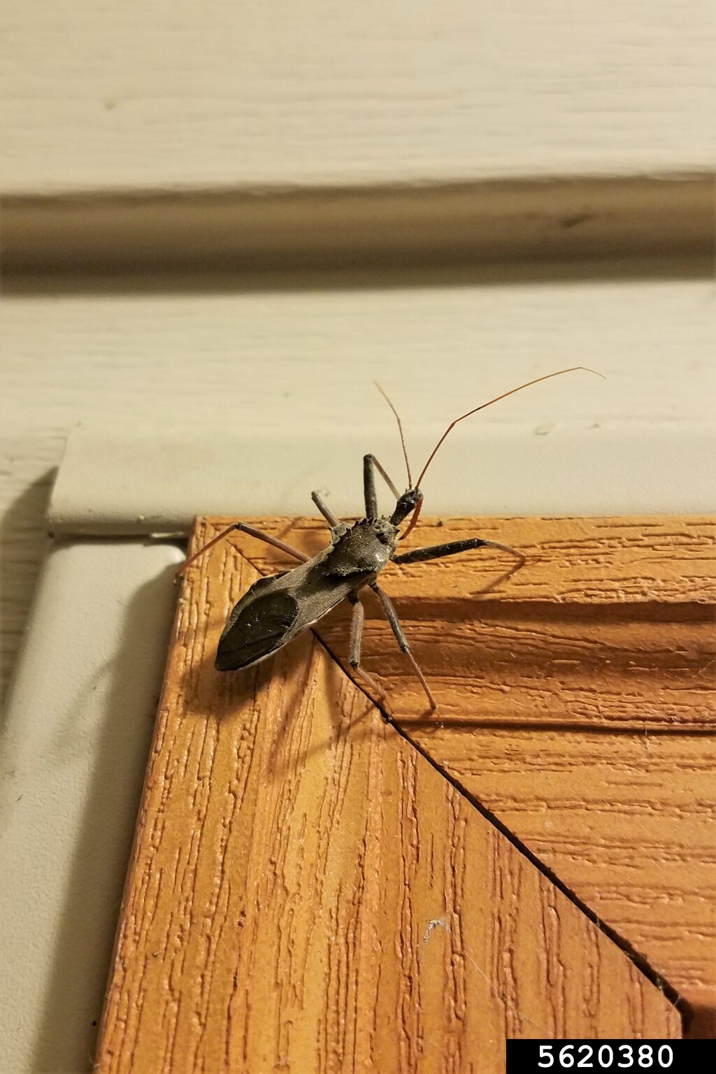 wheel bug (Arilus cristatus (Linnaeus))