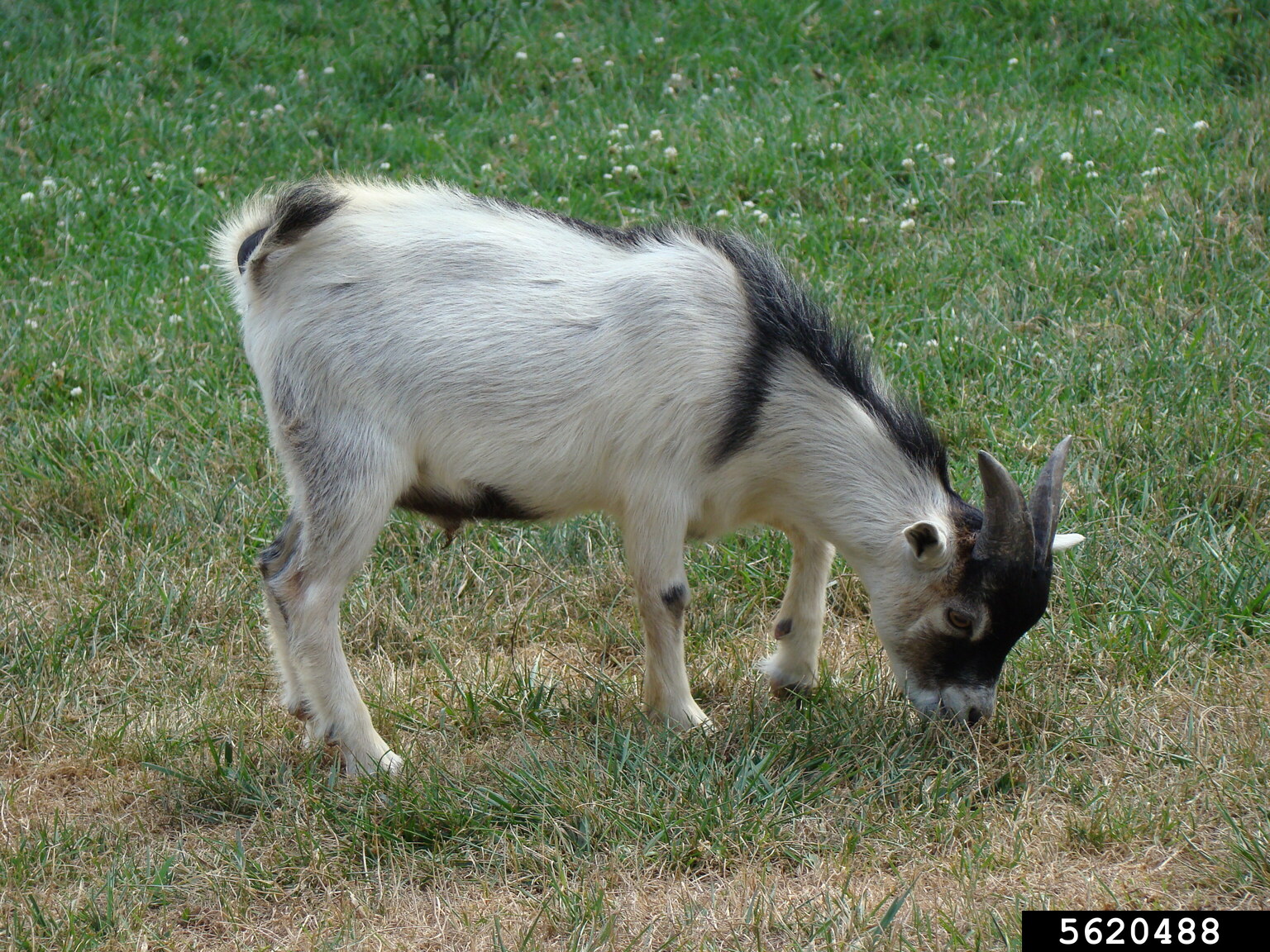 goat (domestic) (Capra hircus (domestic type) Linnaeus)