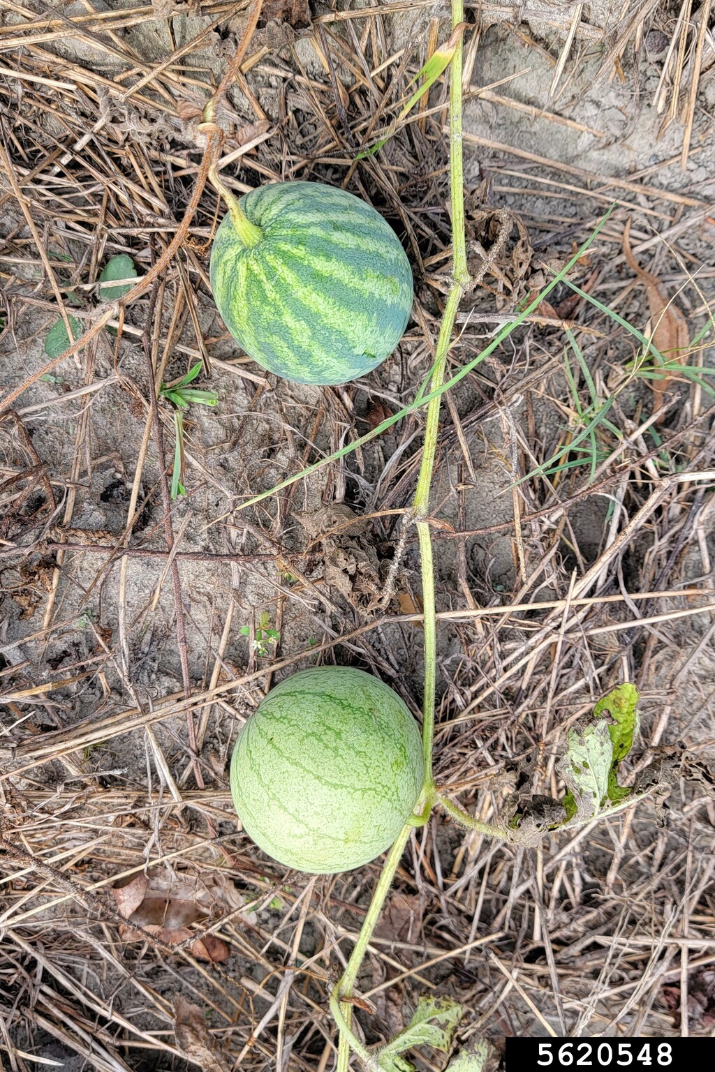 watermelon (Citrullus lanatus (Thunb.) Matsum. & Nakai)