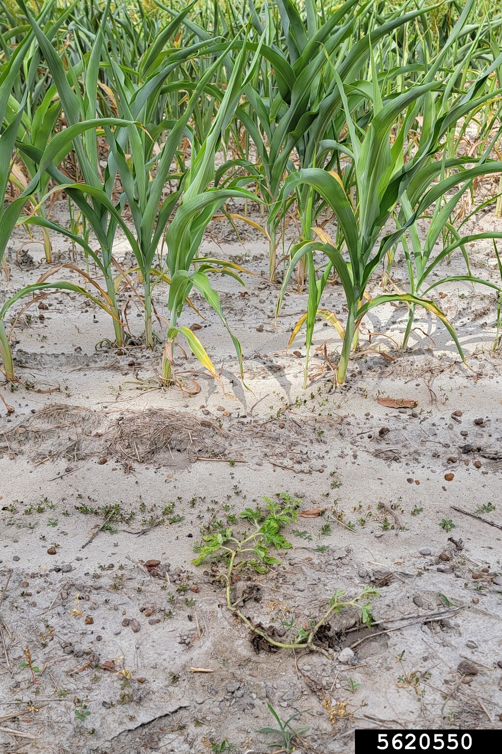 watermelon (Citrullus lanatus (Thunb.) Matsum. & Nakai)