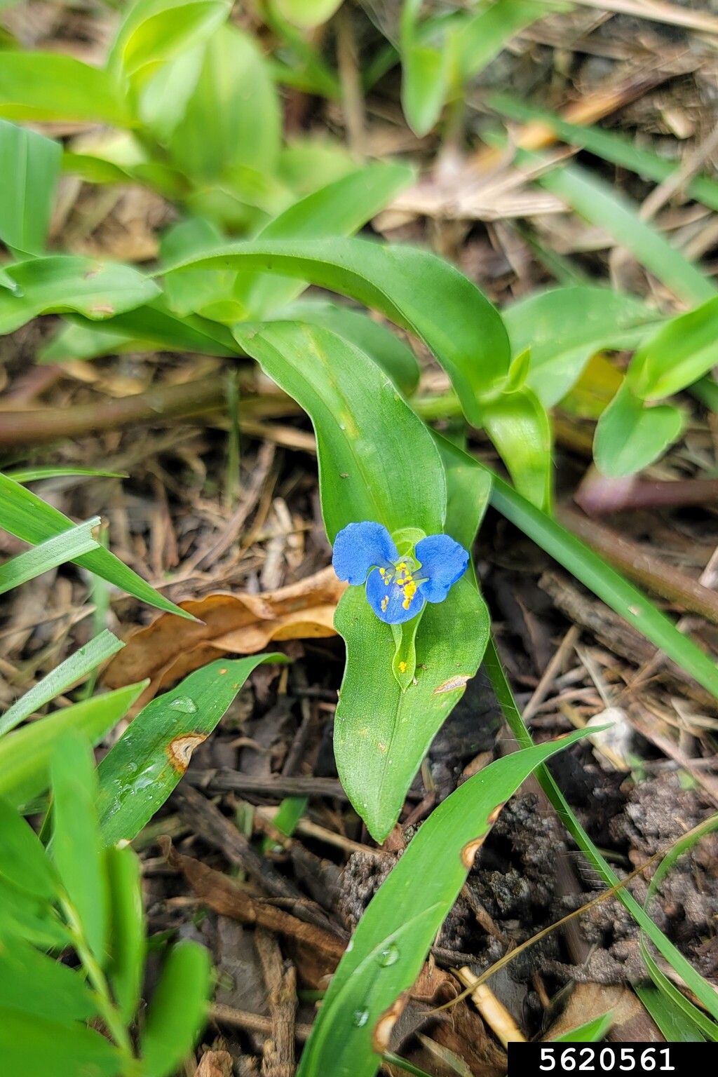 spreading dayflower (Commelina diffusa)