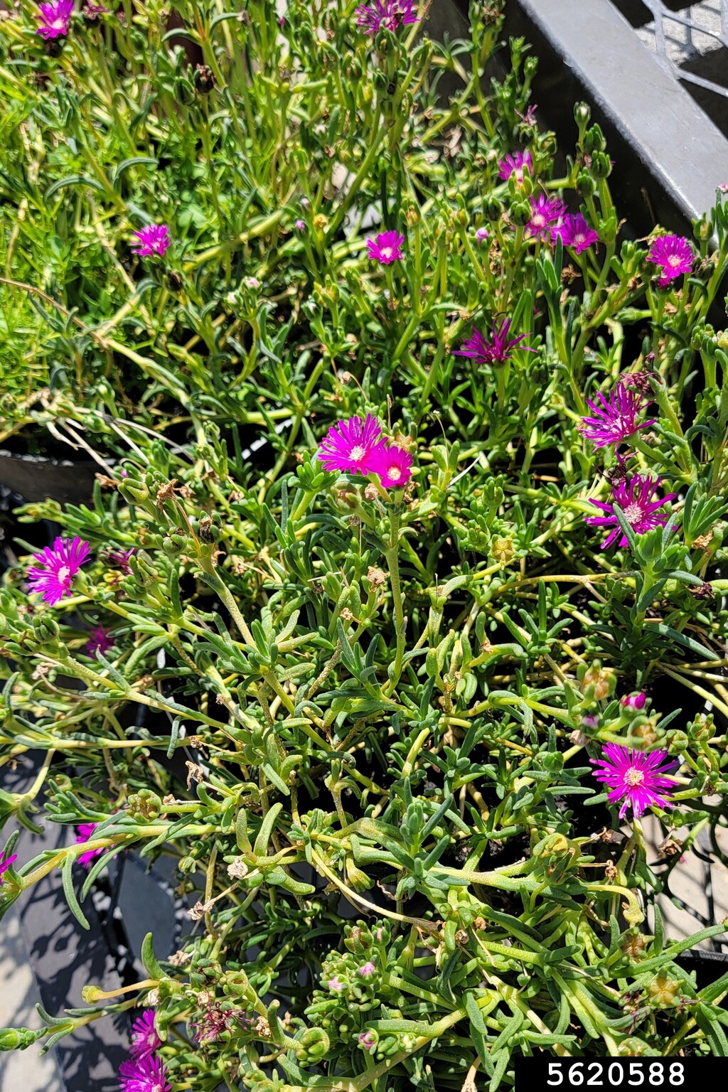 hardy iceplant (Delosperma cooperi (Hook.f.) L. Bolus)