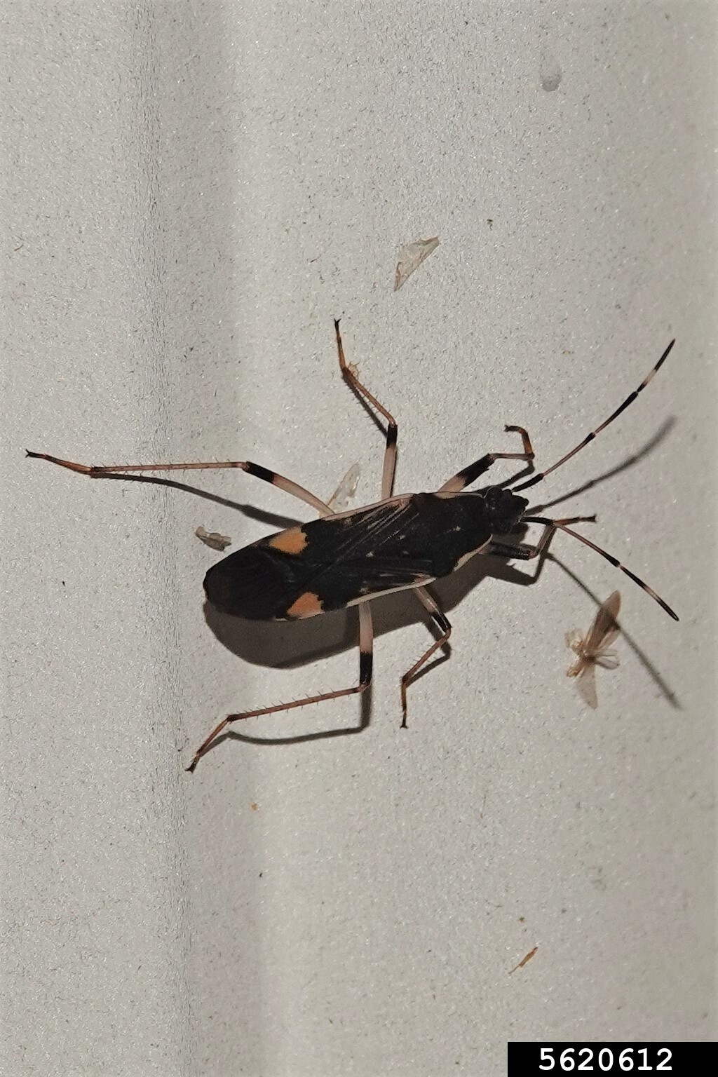 seed bug (Dieuches armatipes)