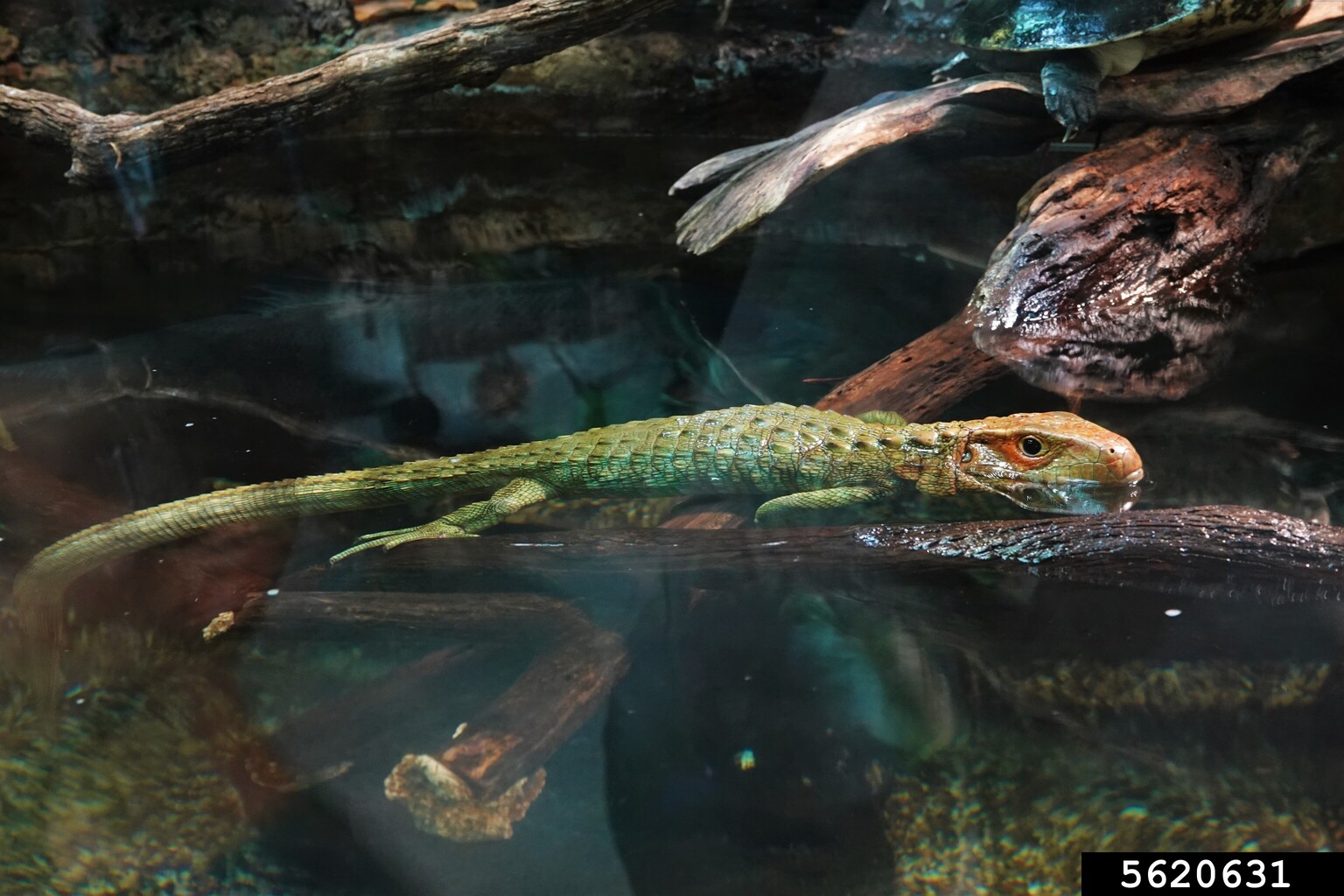 northern caiman lizard (Dracaena guianensis Daudin, 1802)