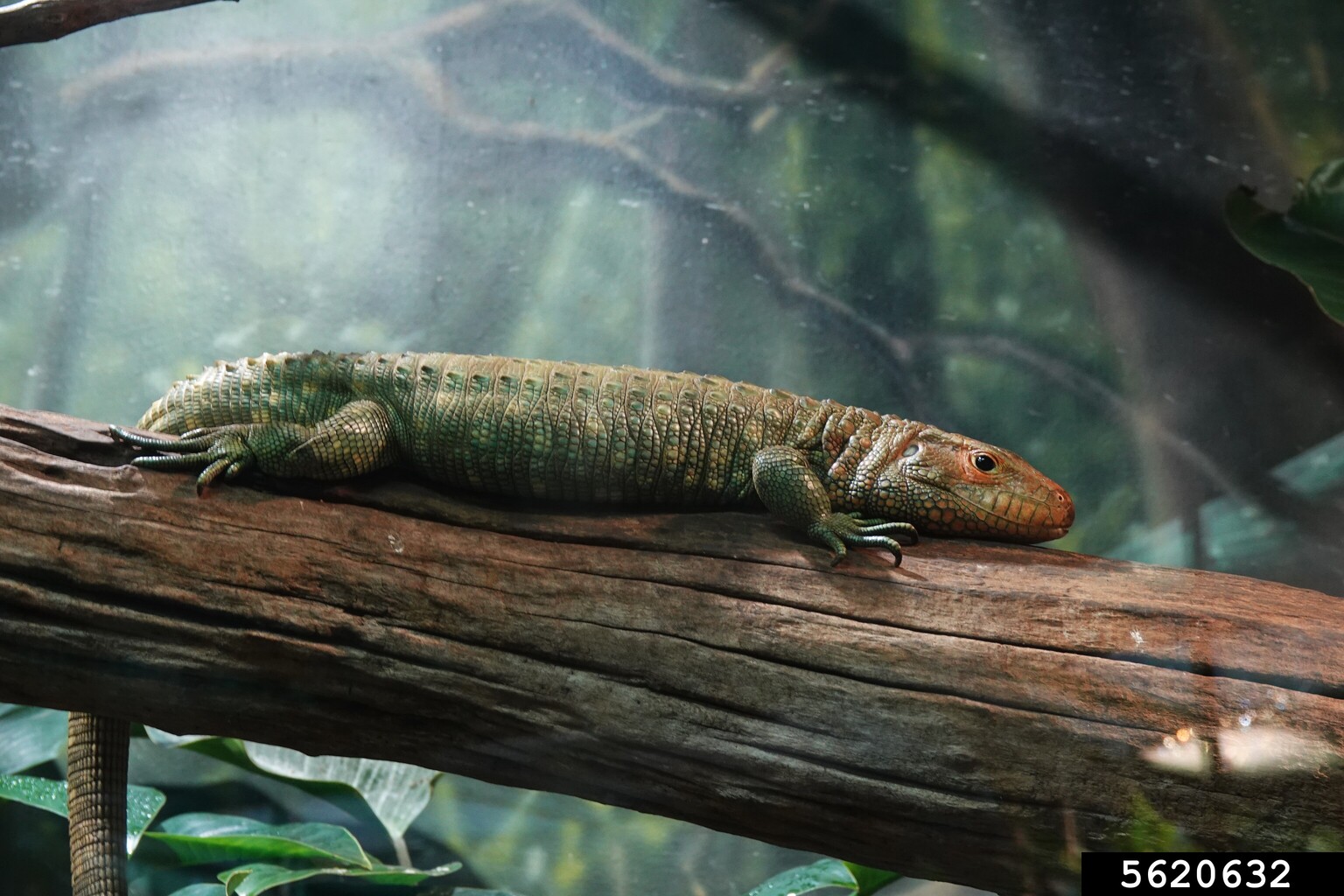 northern caiman lizard (Dracaena guianensis Daudin, 1802)