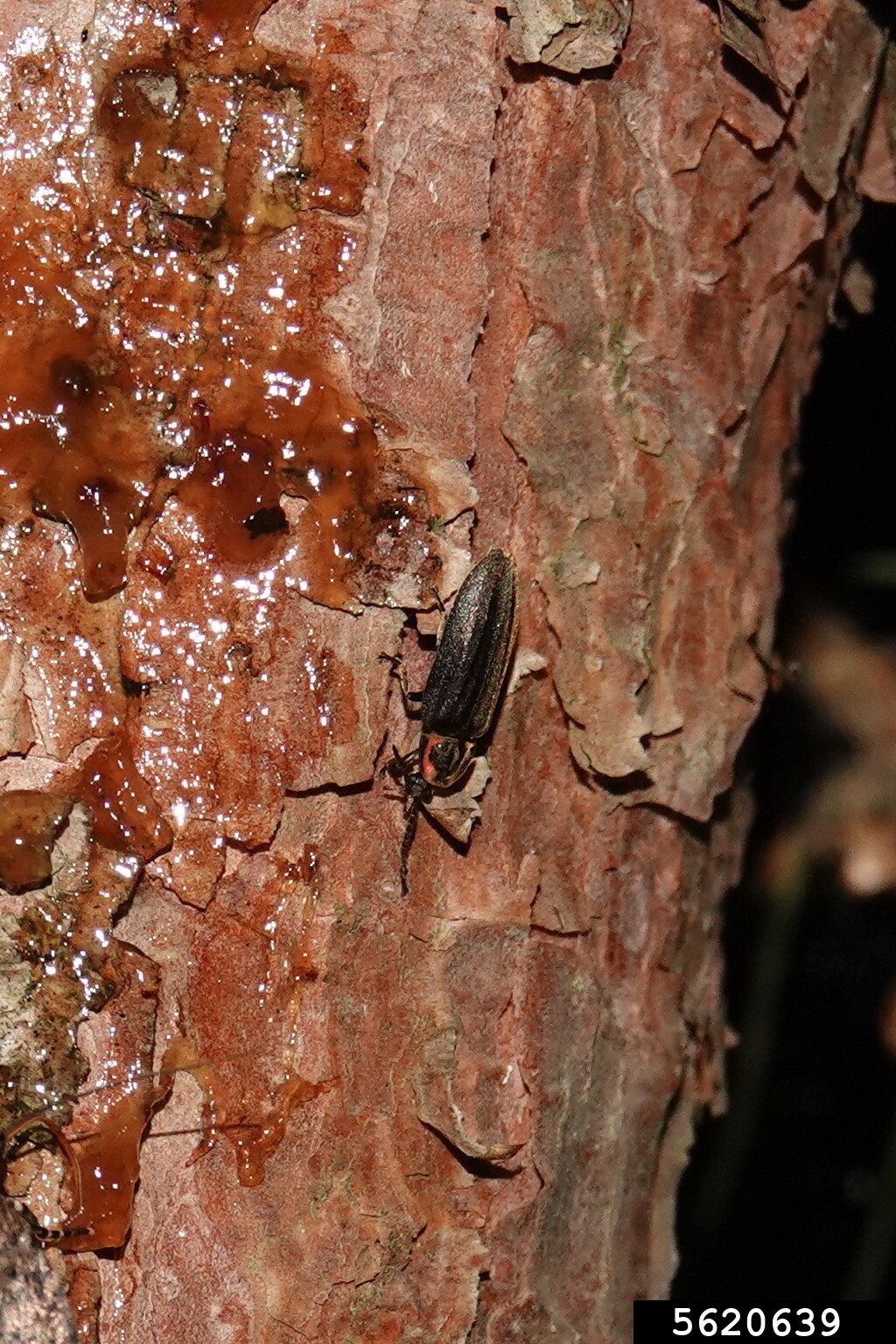 Genus Ellychnia