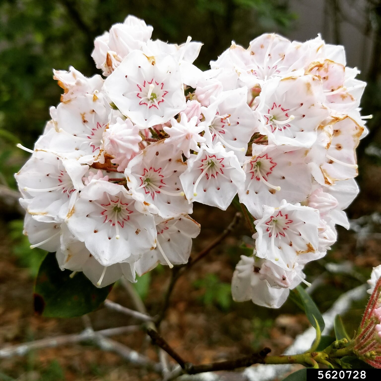 mountain laurel (Kalmia latifolia Linnaeus)