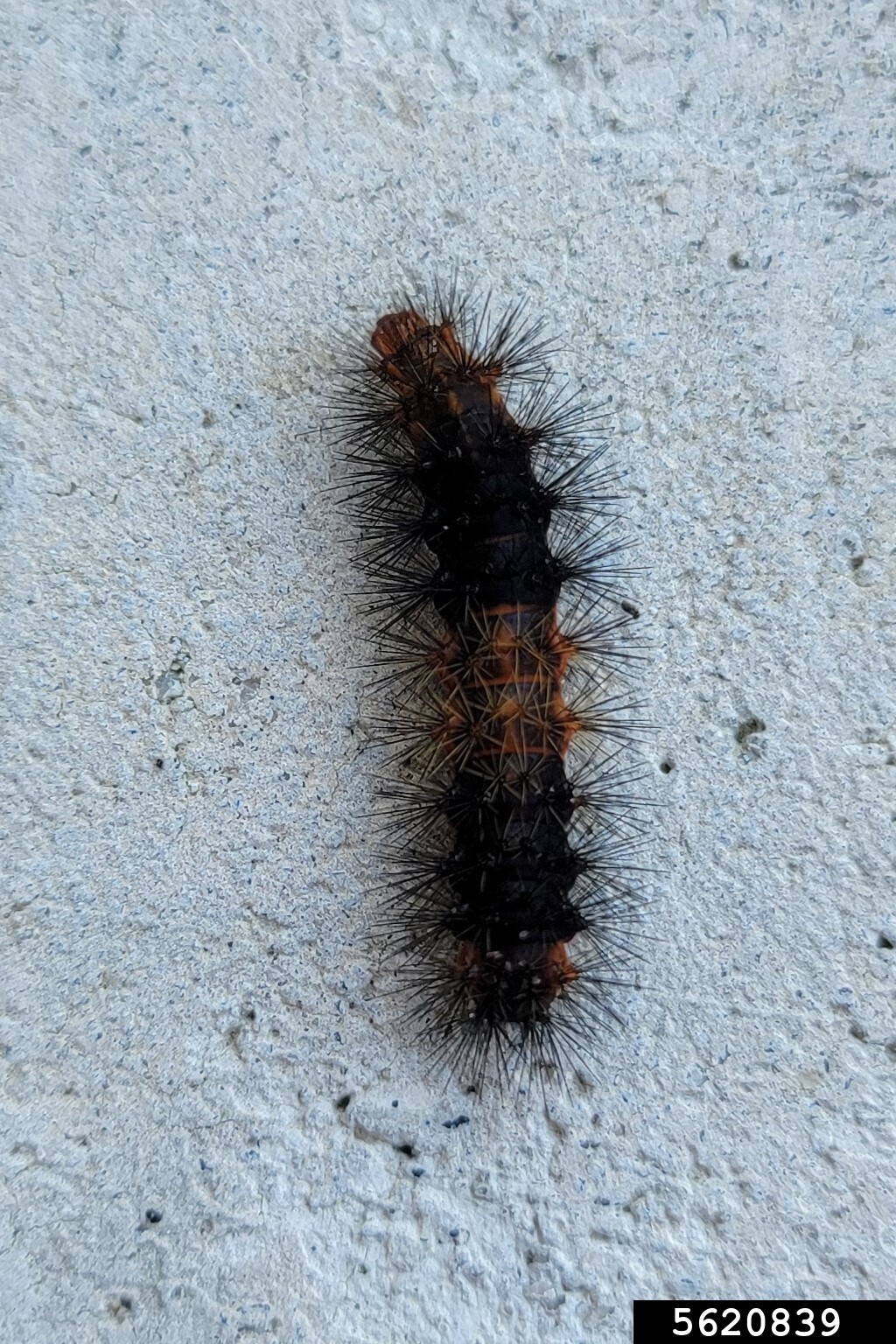giant leopard moth (Hypercompe scribonia (Stoll, 1790))