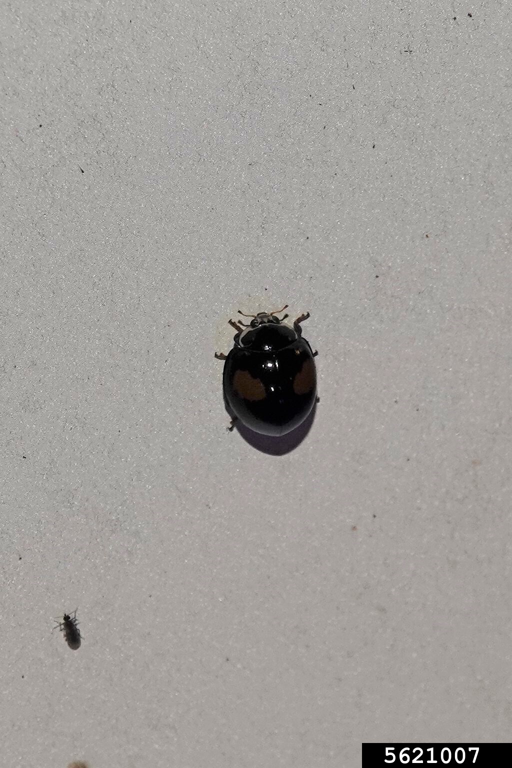 ashy gray lady beetle (Olla v-nigrum)