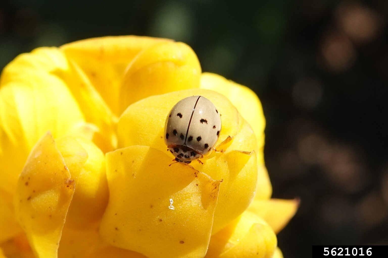 ashy gray lady beetle (Olla v-nigrum (Mulsant, 1866))