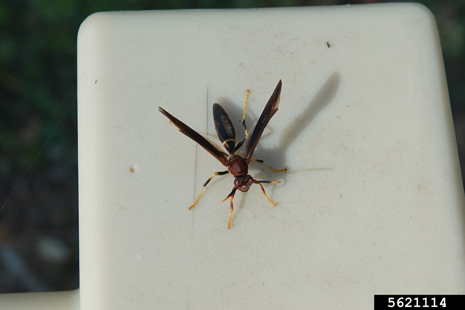 red wasp (Polistes annularis (Linnaeus))