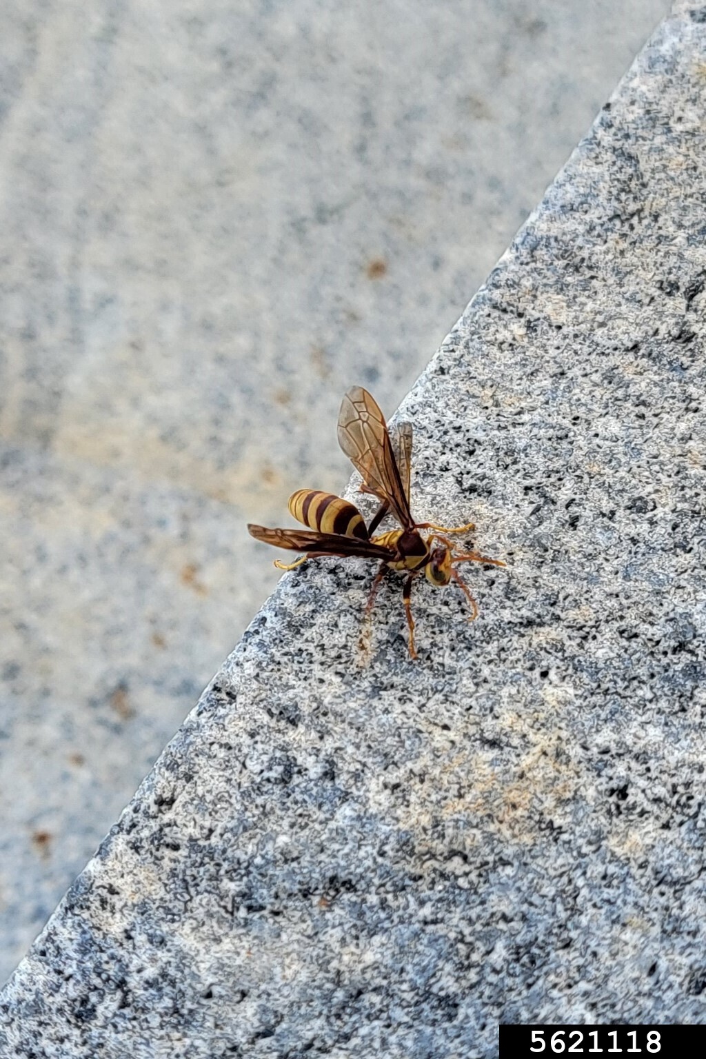 paper wasp (Polistes major Palisot de Beauvois, 1818)