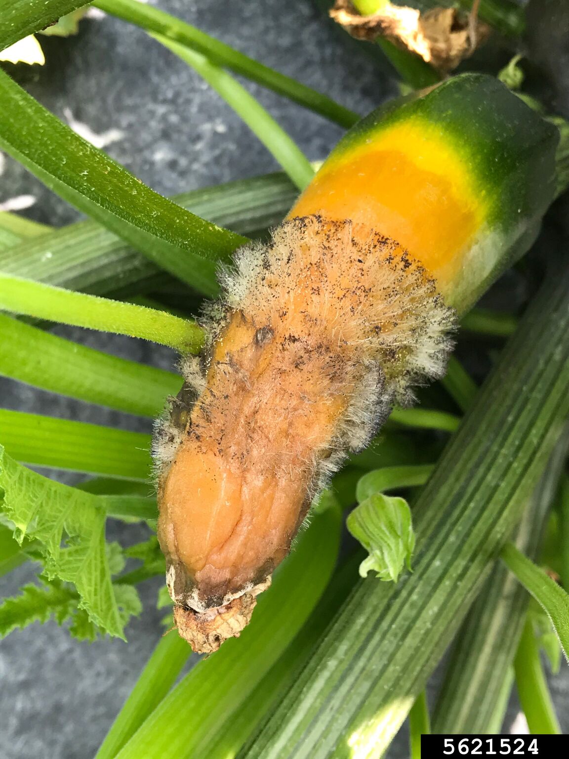 Choanephora fruit rot (Choanephora cucurbitarum)