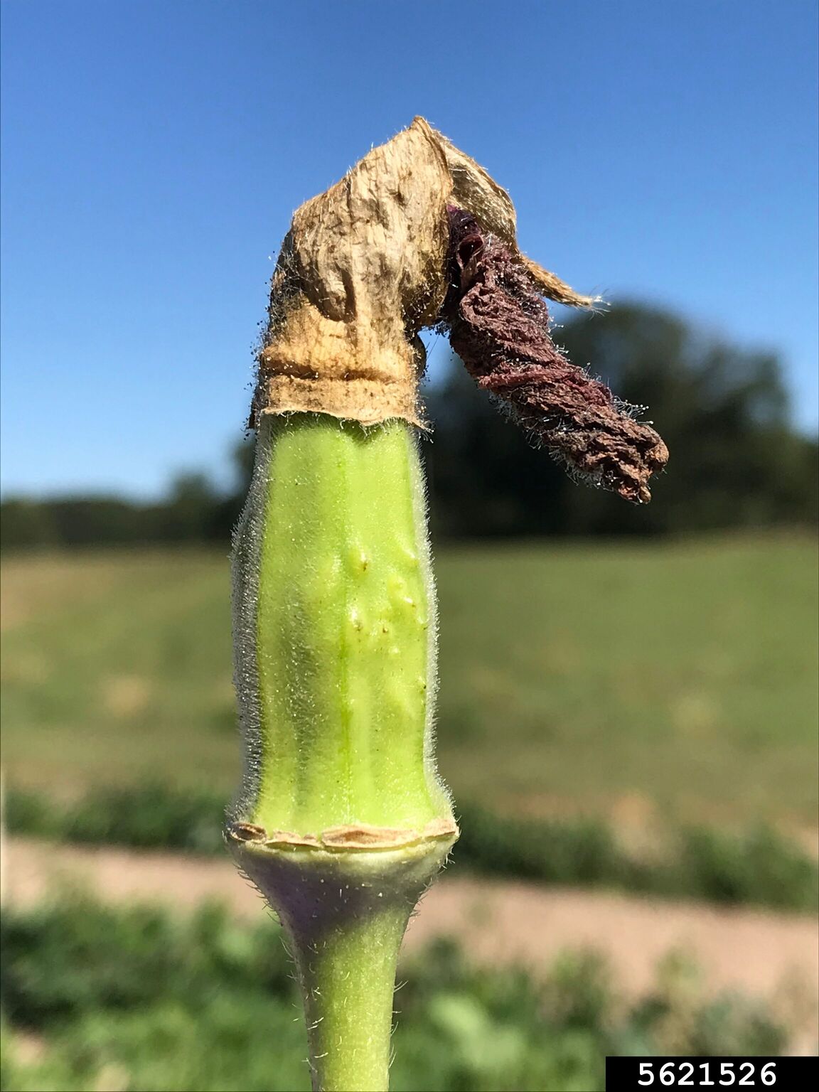 Choanephora fruit rot (Choanephora cucurbitarum (Berk. & Ravenel) Thaxt.)