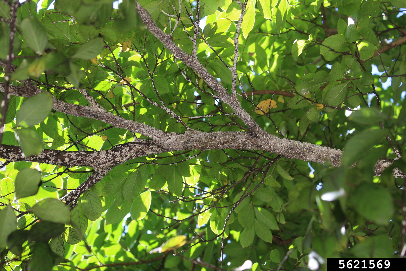 crapemyrtle bark scale (Acanthococcus lagerstroemiae (Kuwana))