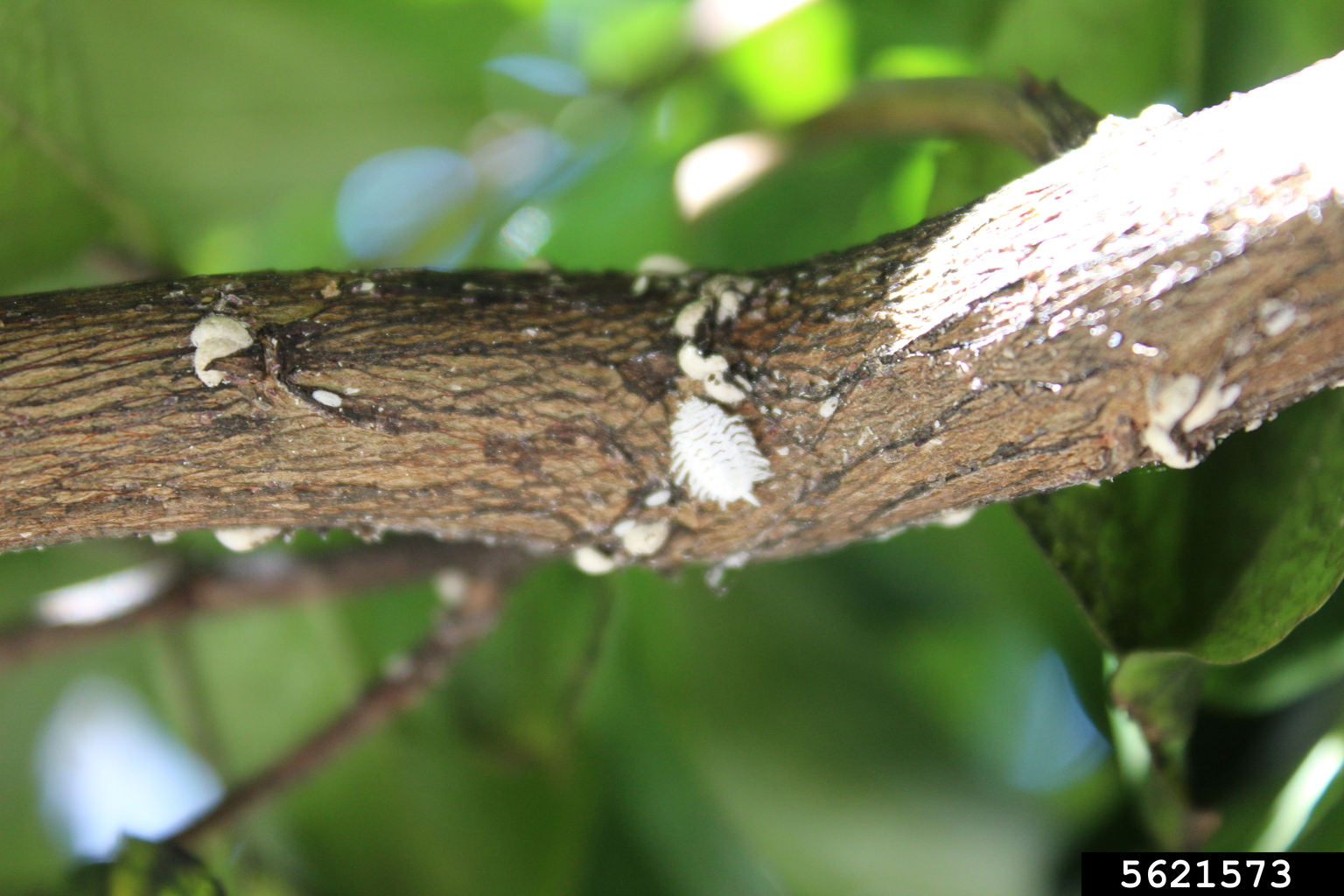 Bigeminate sigil lady beetle (Hyperaspis bigeminata Randall, 1838)