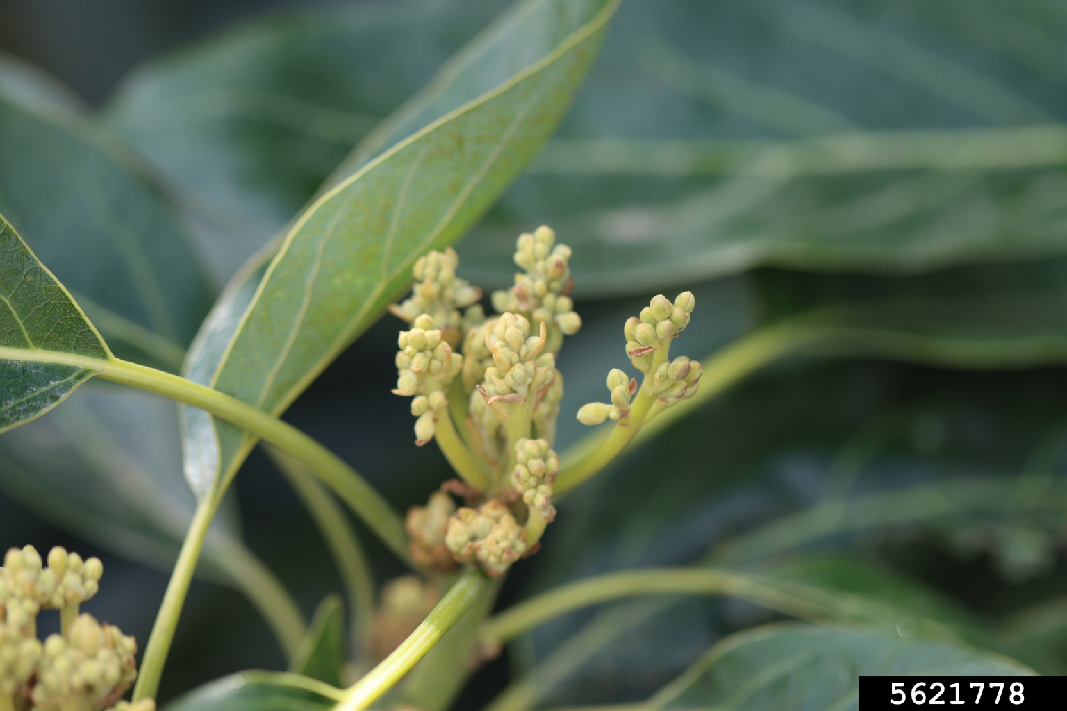 avocado (Persea americana P. Mill.)