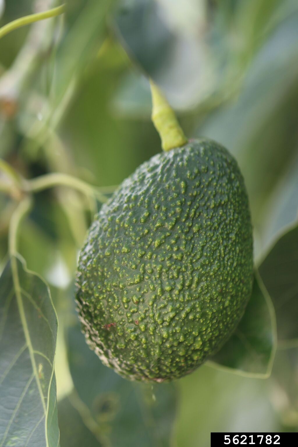 avocado (Persea americana)
