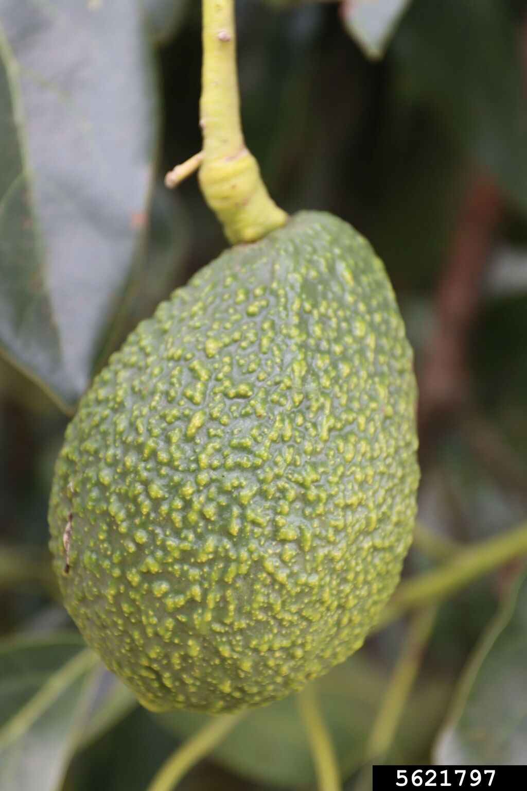 avocado (Persea americana)