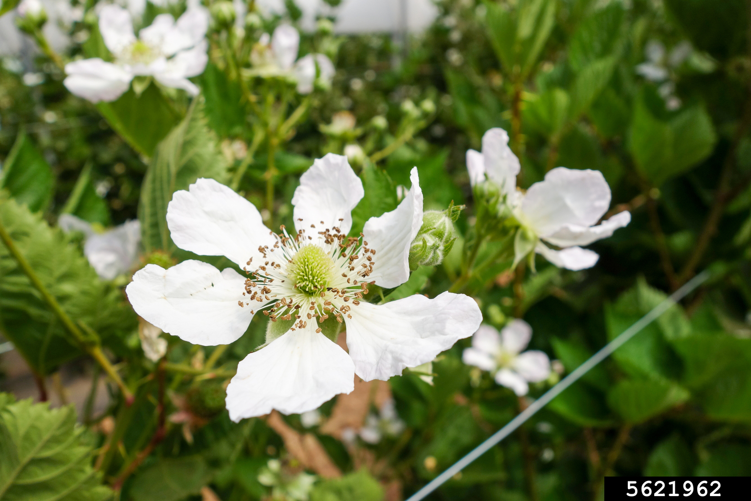 European blackberry (Rubus fruticosus L.)