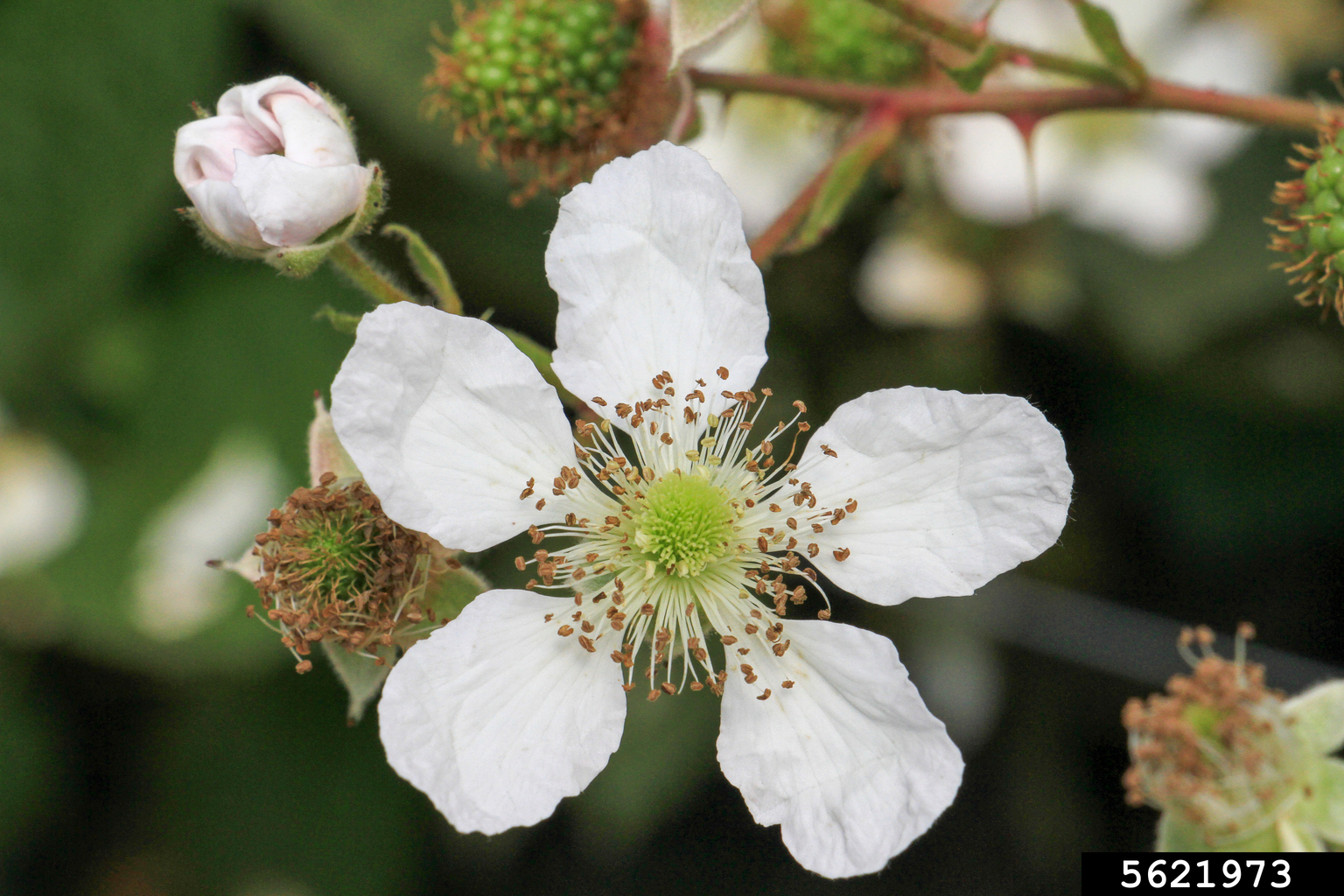 European blackberry (Rubus fruticosus L.)