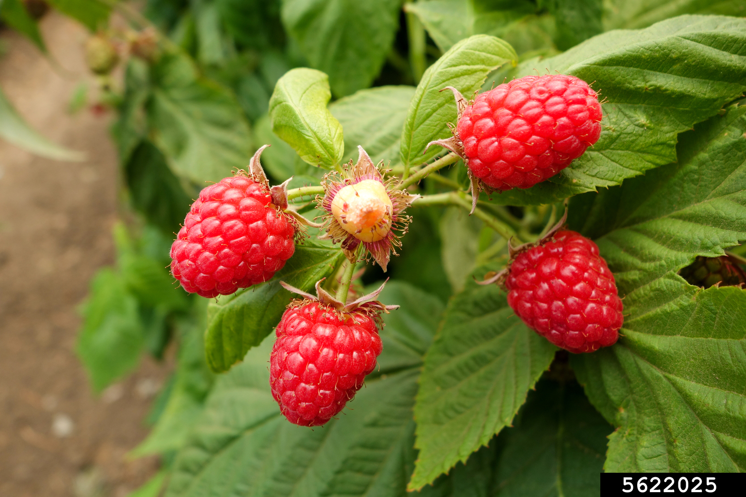 European red raspberry (Rubus idaeus L.)