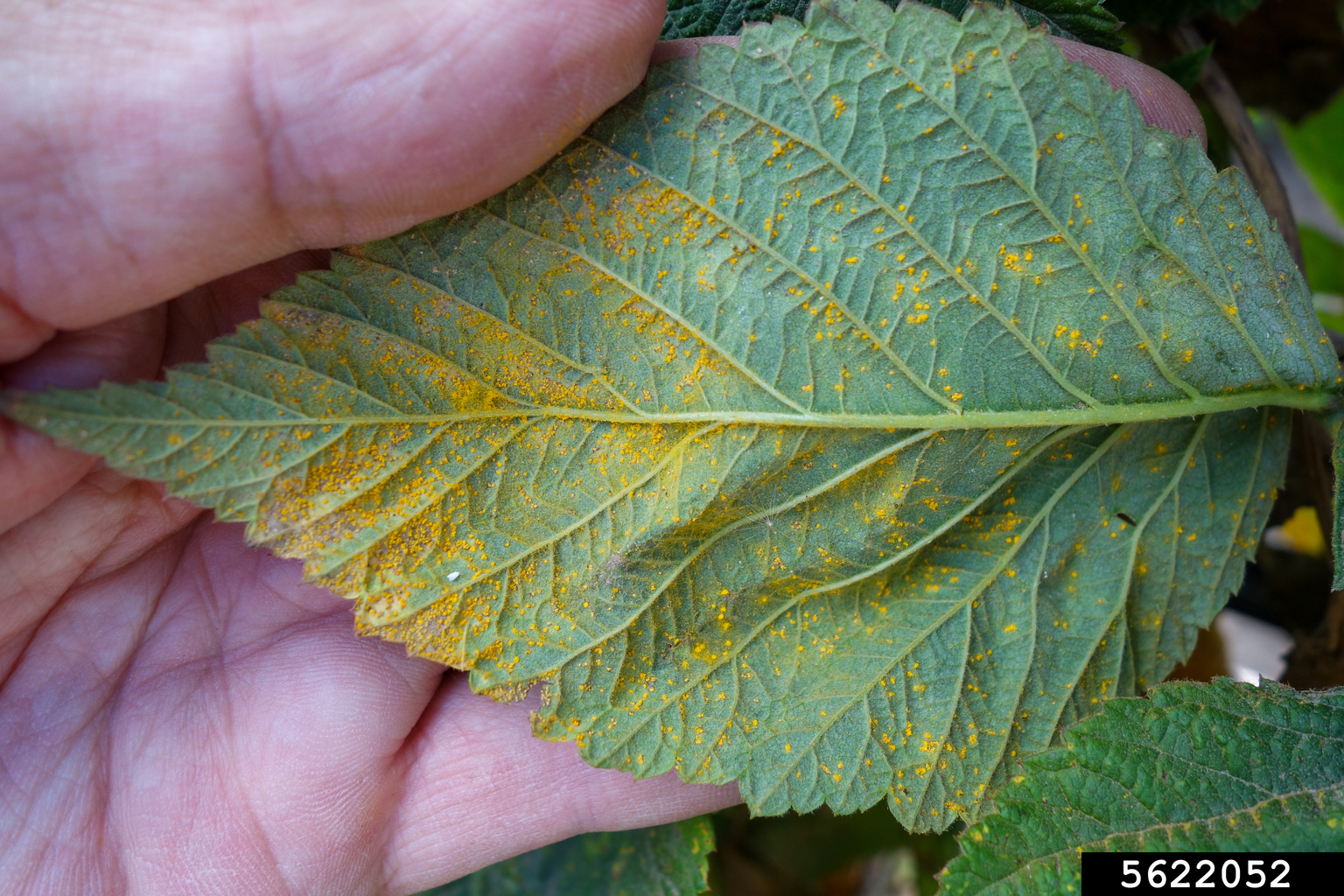 rust (Pucciniastrum americanum (Farl.) Arthur)