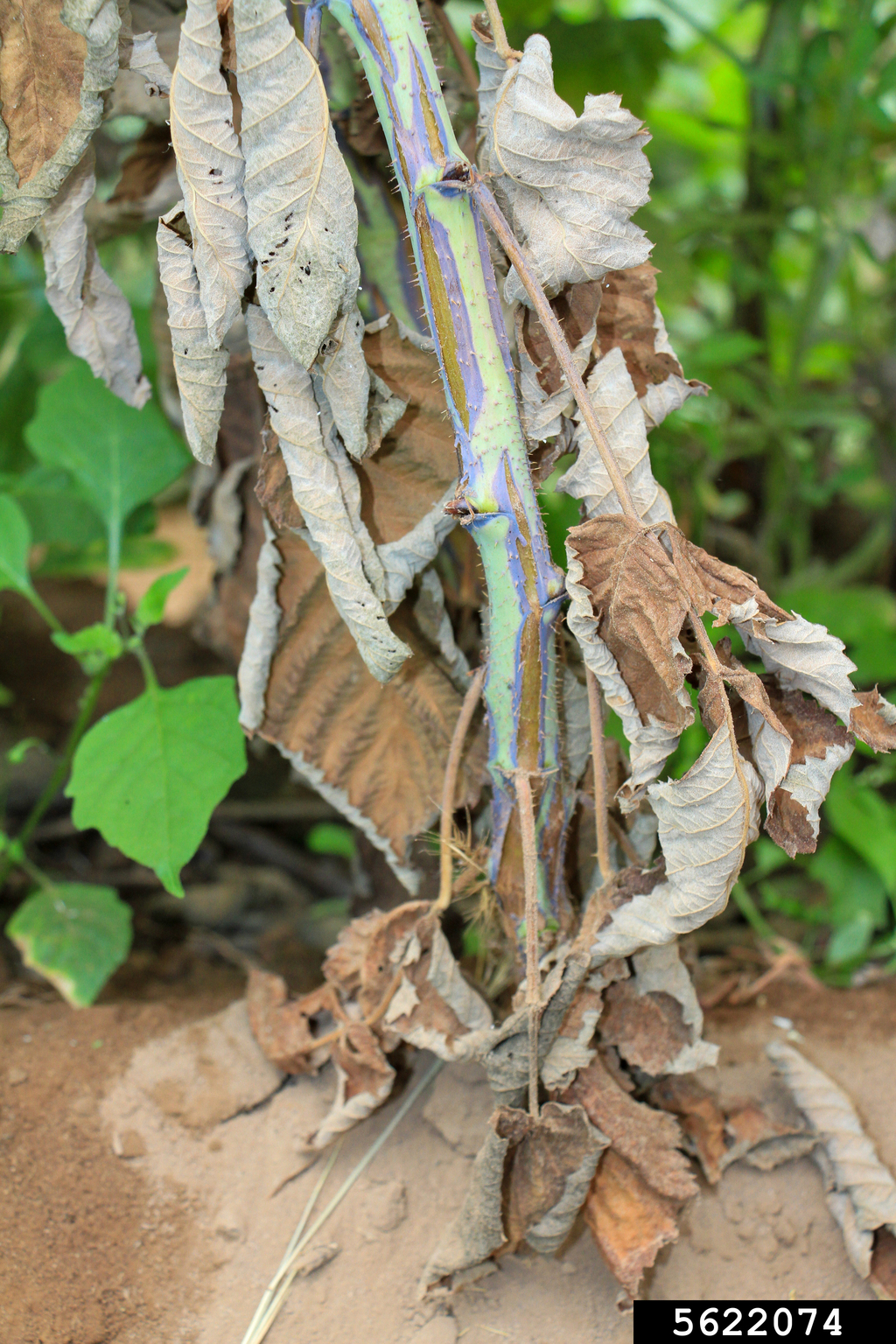 Phytophthora Root And Crown Rots Genus Phytophthora