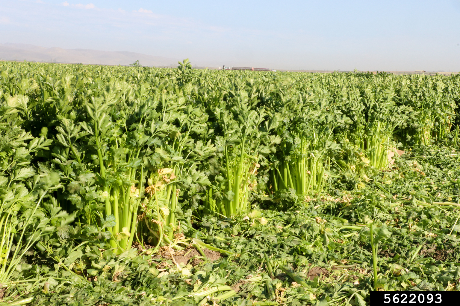 celery (Genus Apium L.)