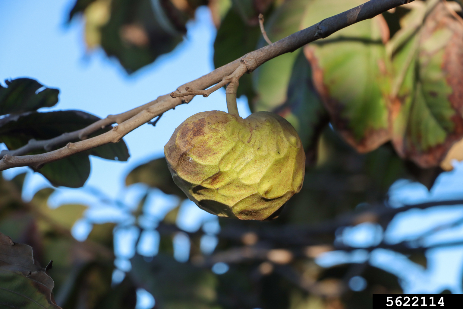 cherimoya (Annona cherimola)