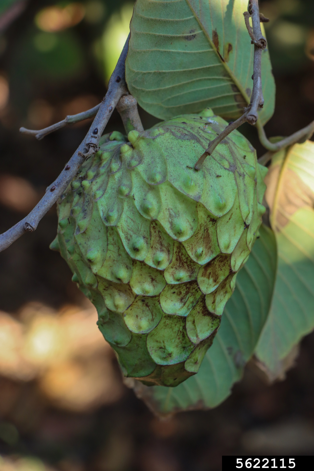 cherimoya (Annona cherimola Mill.)