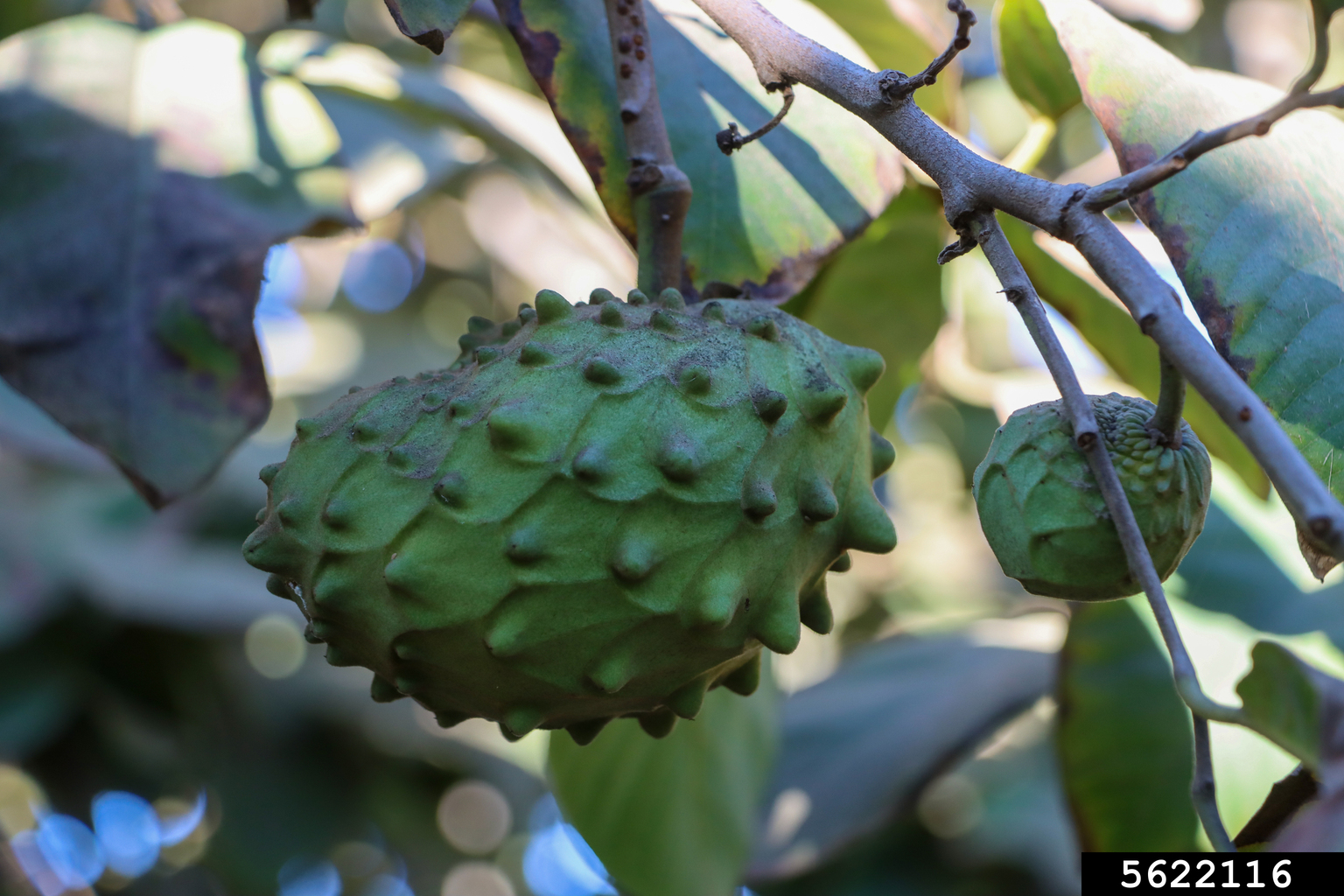 cherimoya (Annona cherimola Mill.)