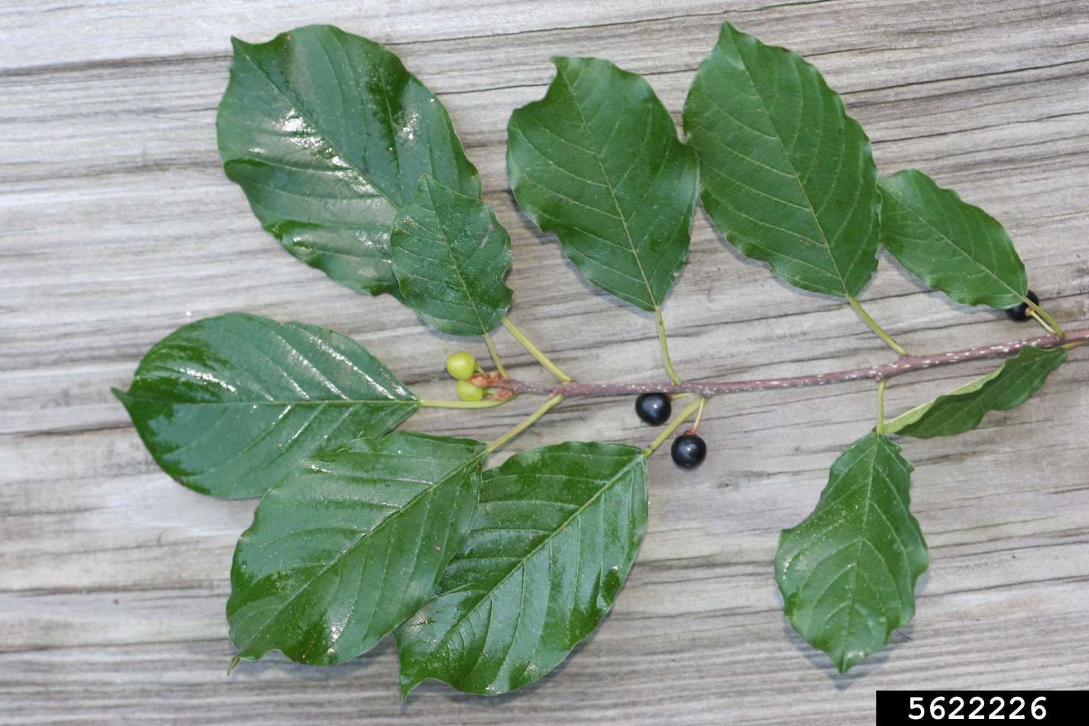 glossy buckthorn (Frangula alnus)