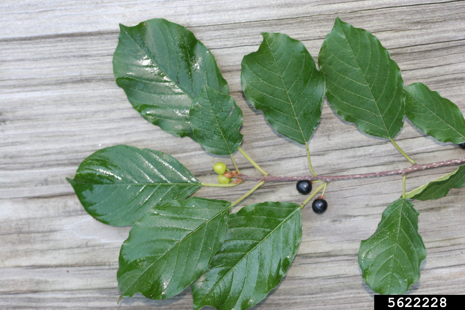 glossy buckthorn (Frangula alnus Mill.)