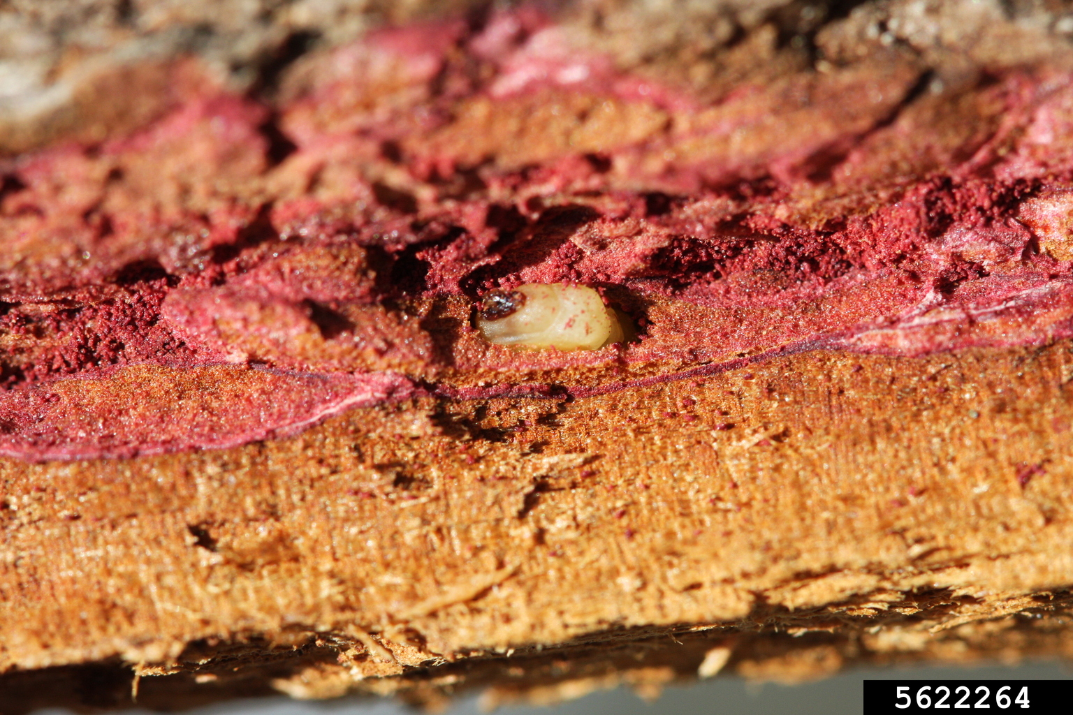 Hemlock Borer (Melanophila fulvoguttata (Harris))