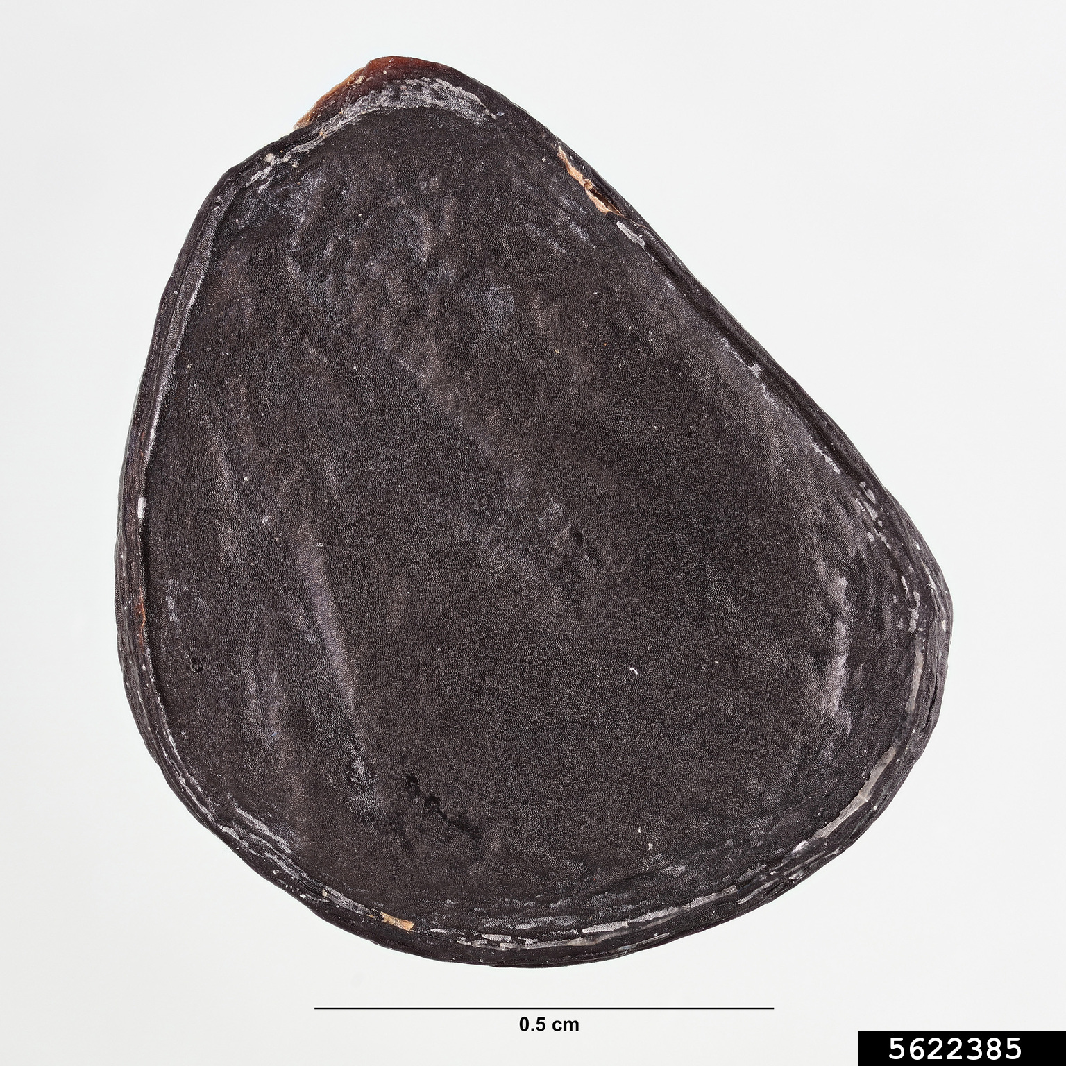 Joshua tree (Yucca brevifolia)