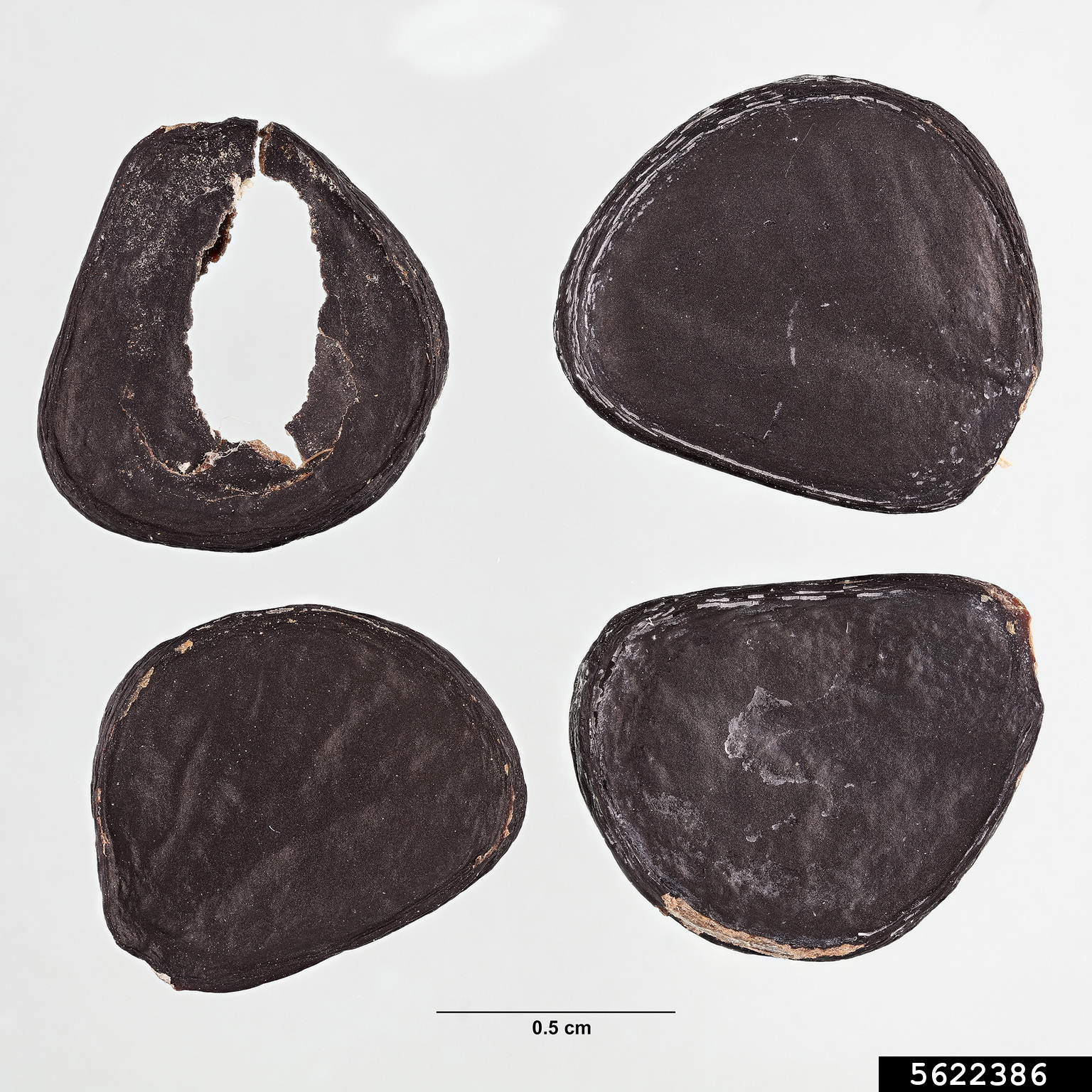 Joshua tree (Yucca brevifolia Engelm.)