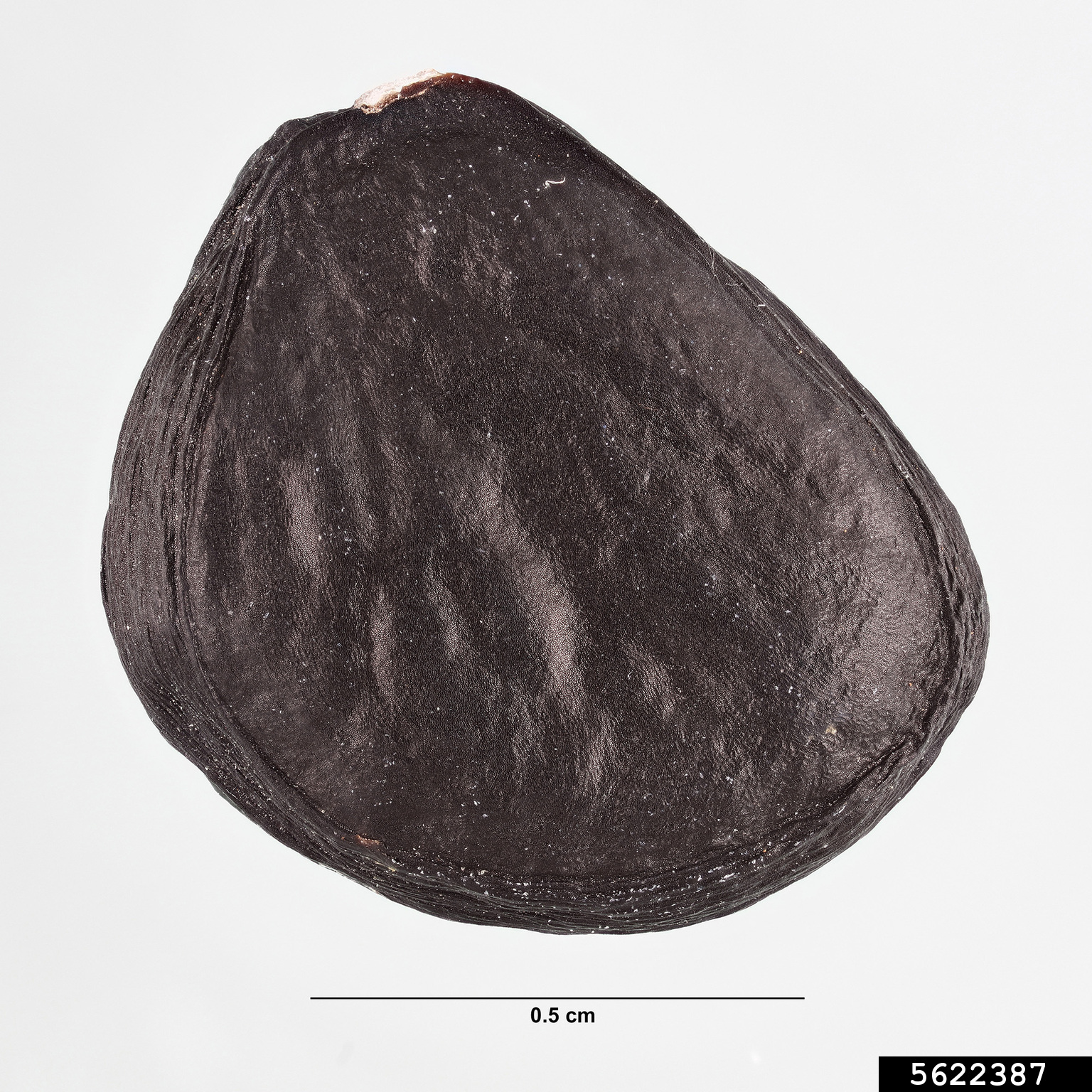 Joshua tree (Yucca brevifolia Engelm.)