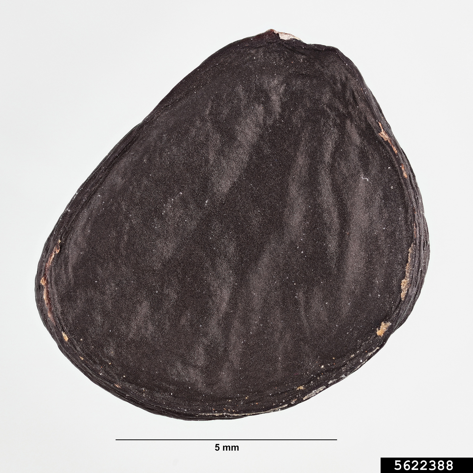 Joshua tree (Yucca brevifolia)