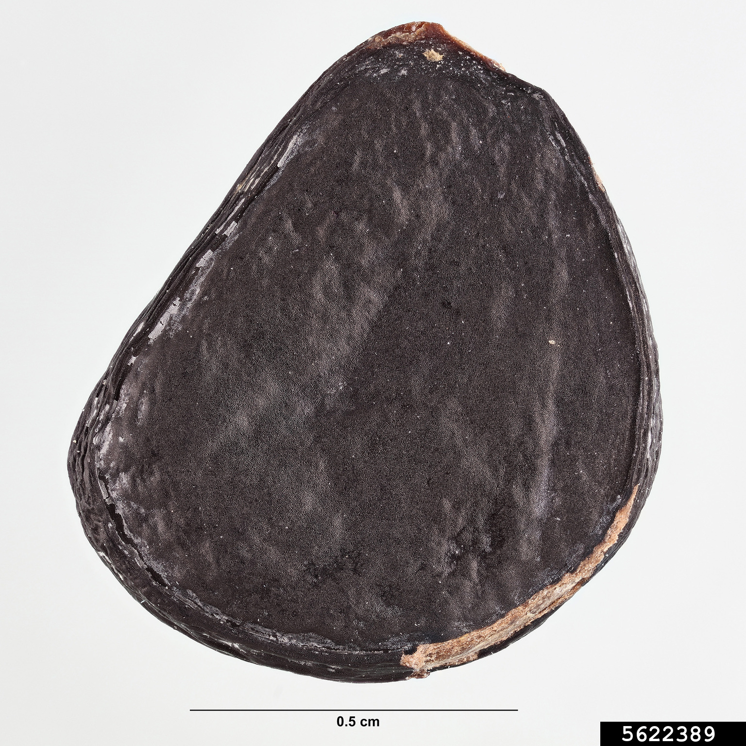 Joshua tree (Yucca brevifolia)