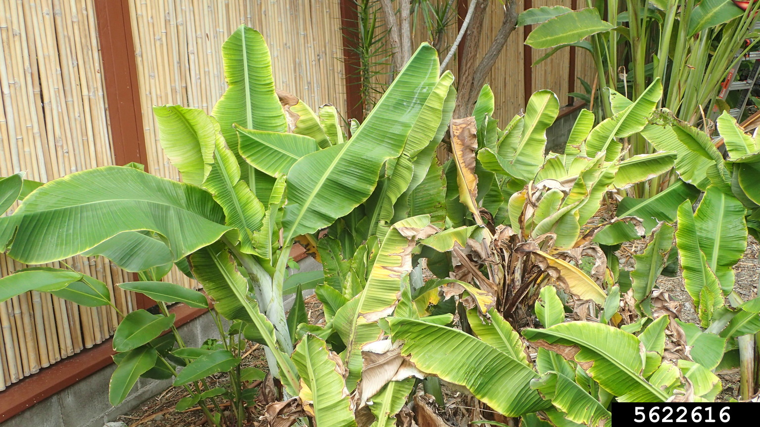 banana bunchy top virus (BBTV) (Babuvirus Banana bunchy top virus)