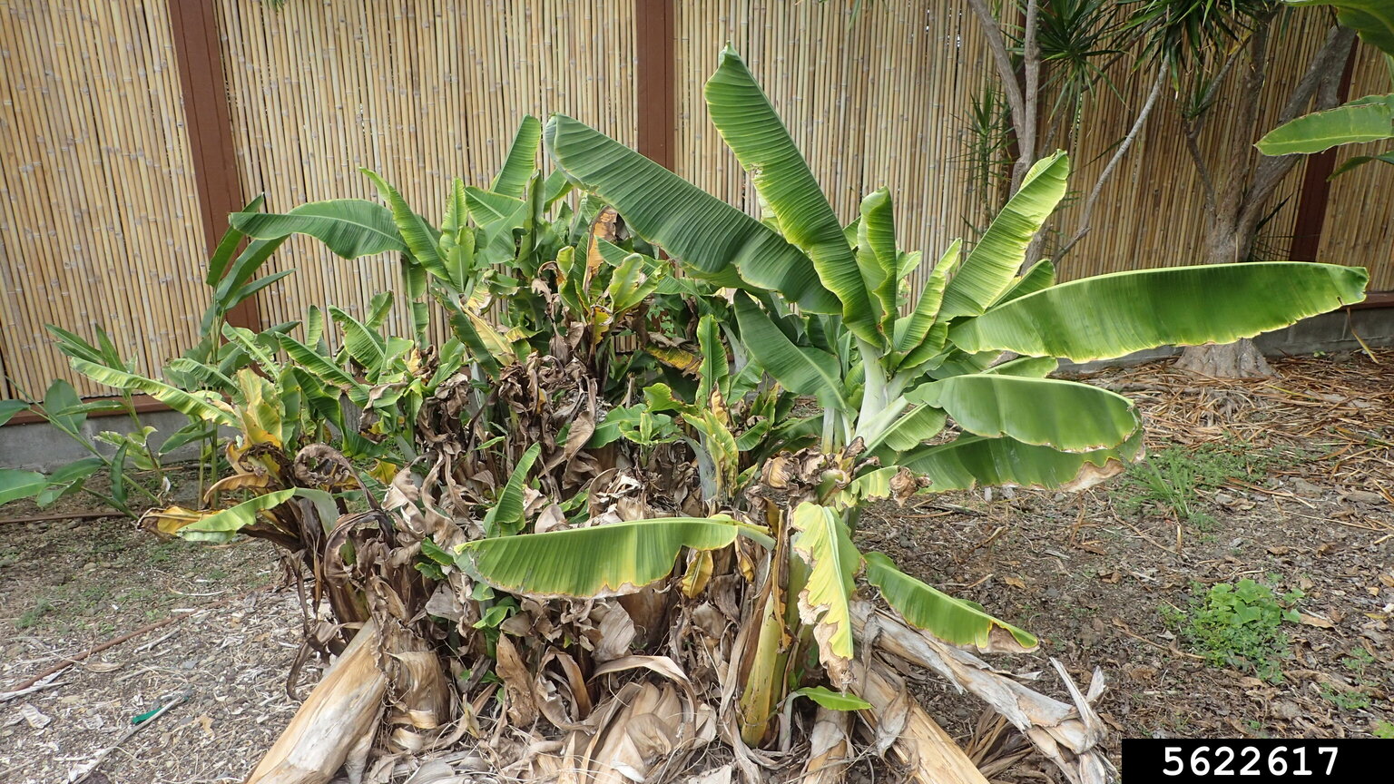 banana bunchy top virus (BBTV) (Babuvirus Banana bunchy top virus)